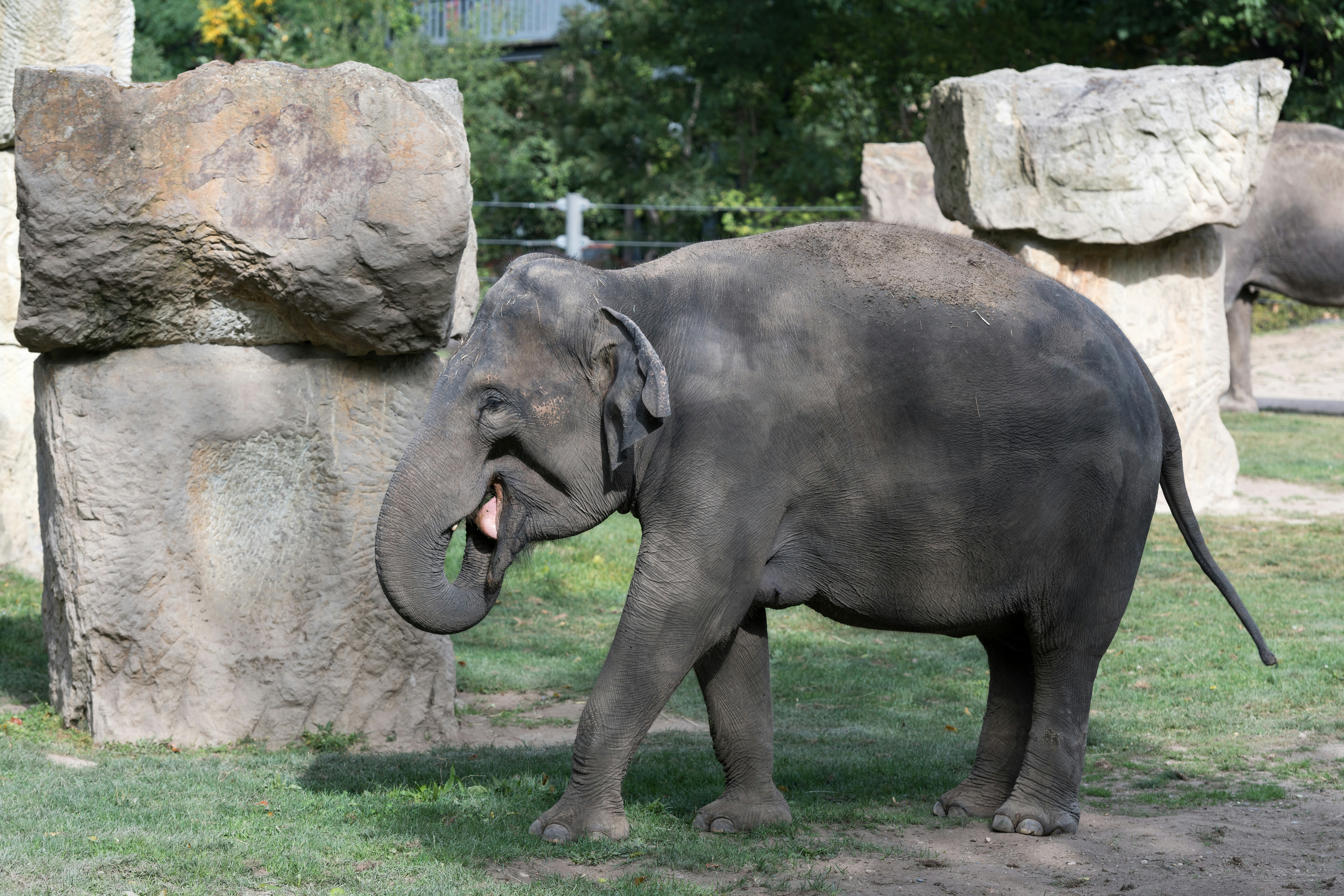 Trunk-Curled Sentinel: Elephant Among Weathered Stone Pillars