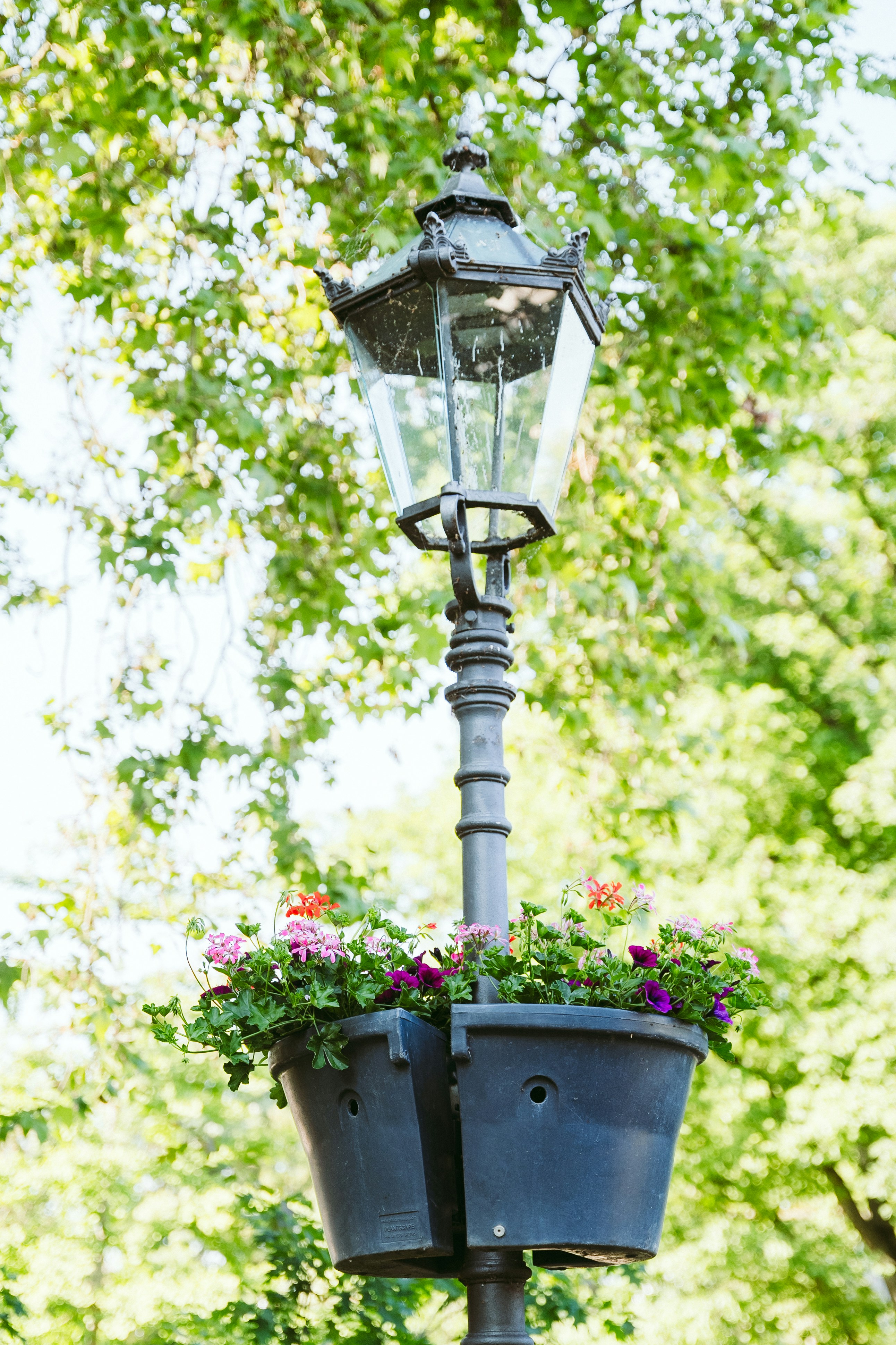 Petaled Lantern: A Classic Streetlamp Framed by Springtime Flora