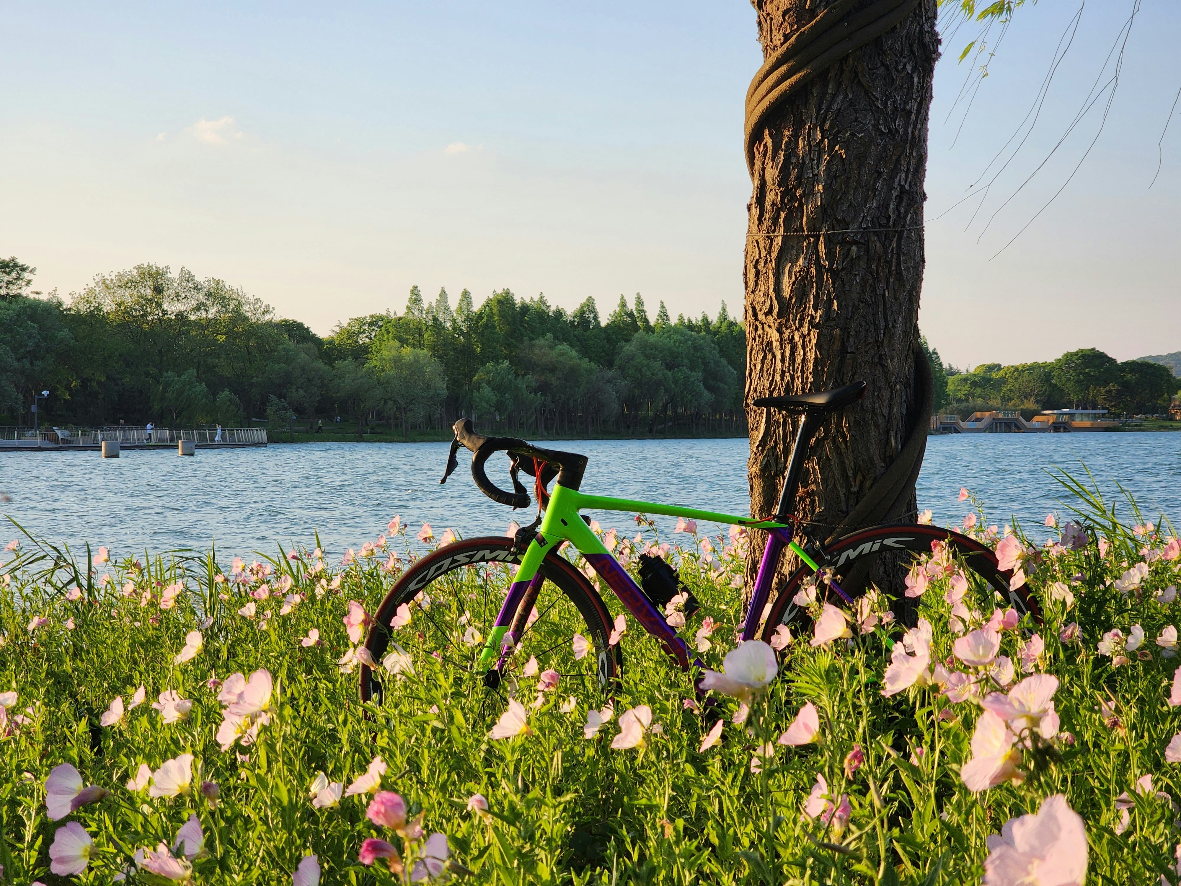 Verdant bicycle by a lakeside tree framed by pink wildflowers