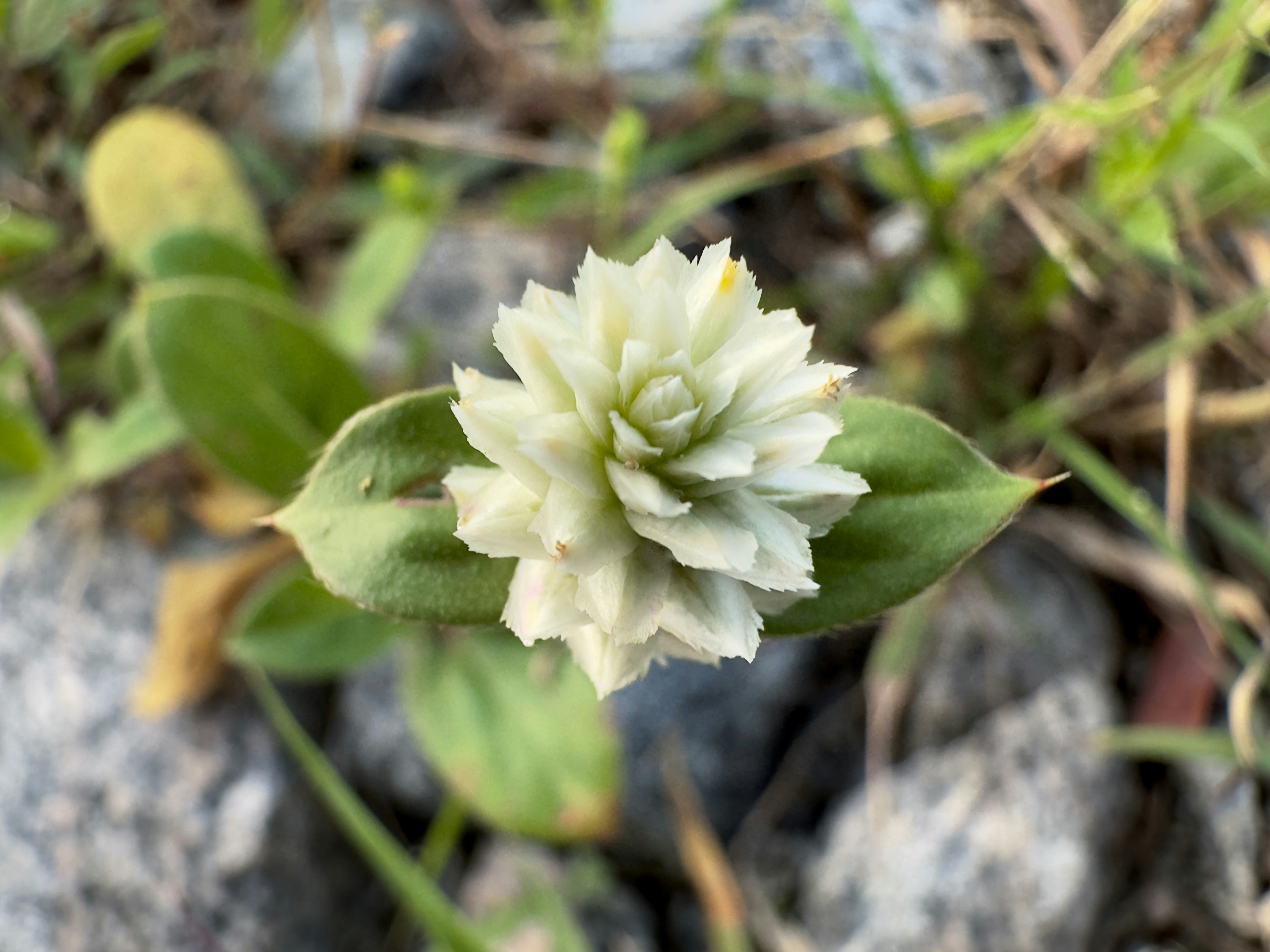 Ivory Rosette Emerges from the Pebble Bed