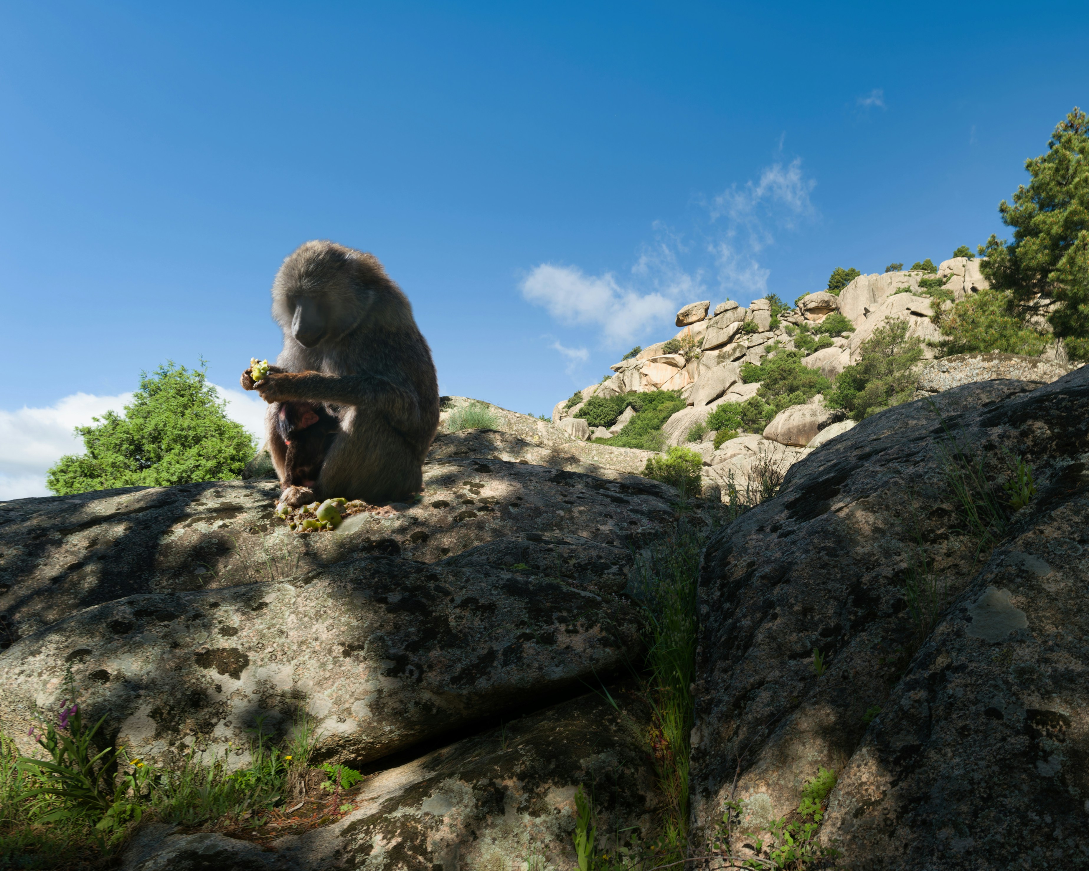 Granite Summit Encounter: A Curious Monkey Pauses on Sunlit Rocks