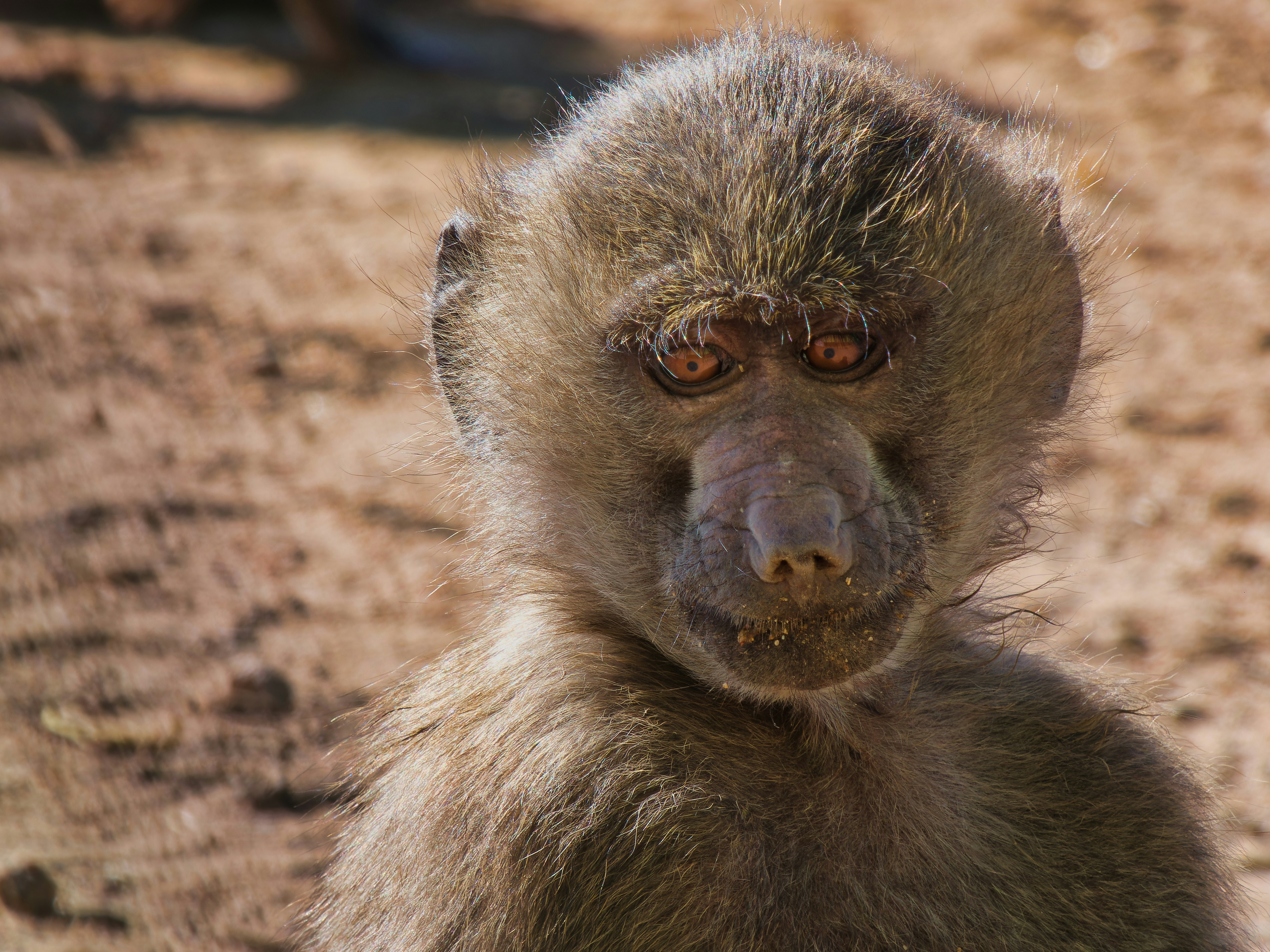 Baby Vervet's Gentle Gaze Across the Parched Ground