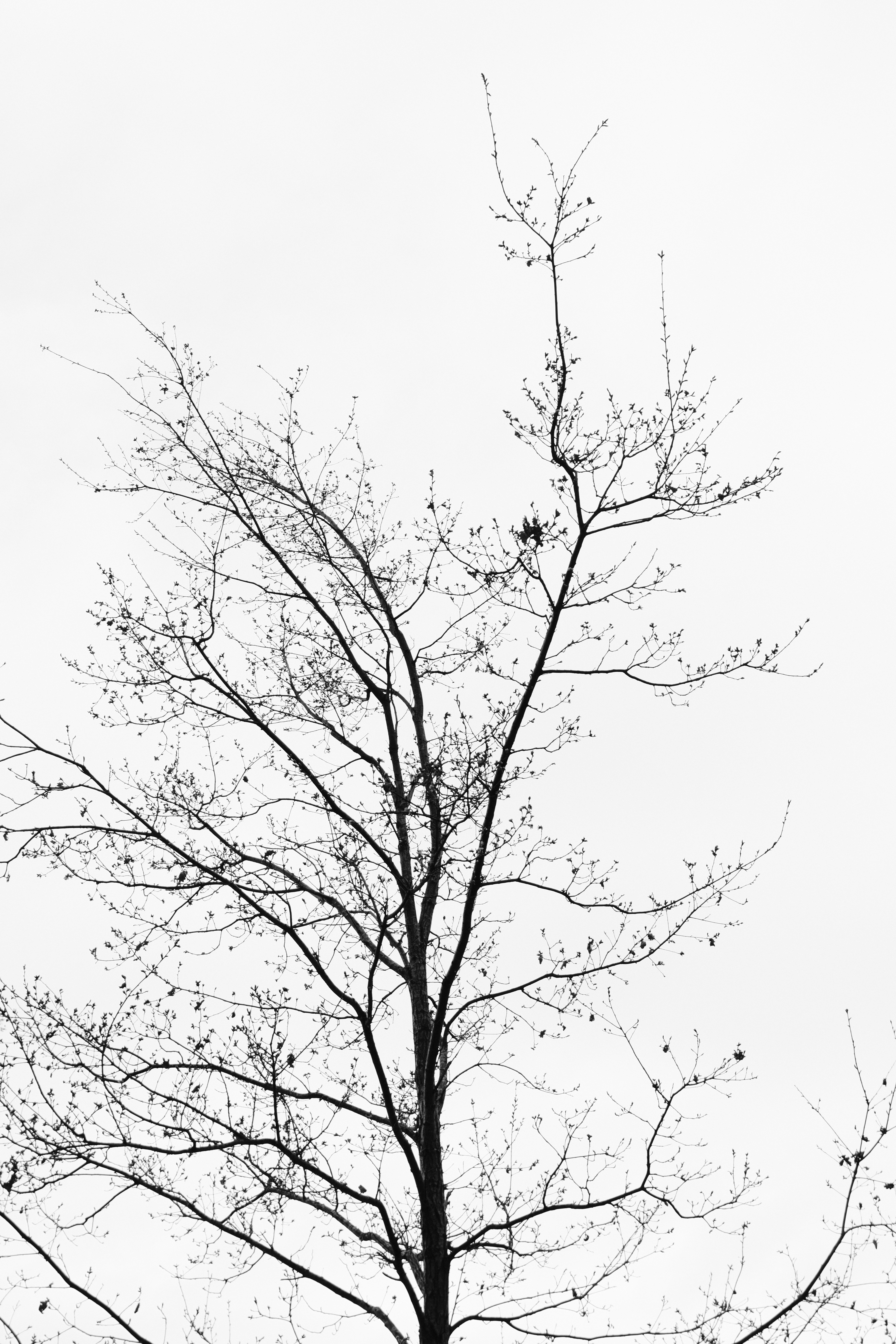 A black and white photo of a tree with no leaves photo – Free Grey ...