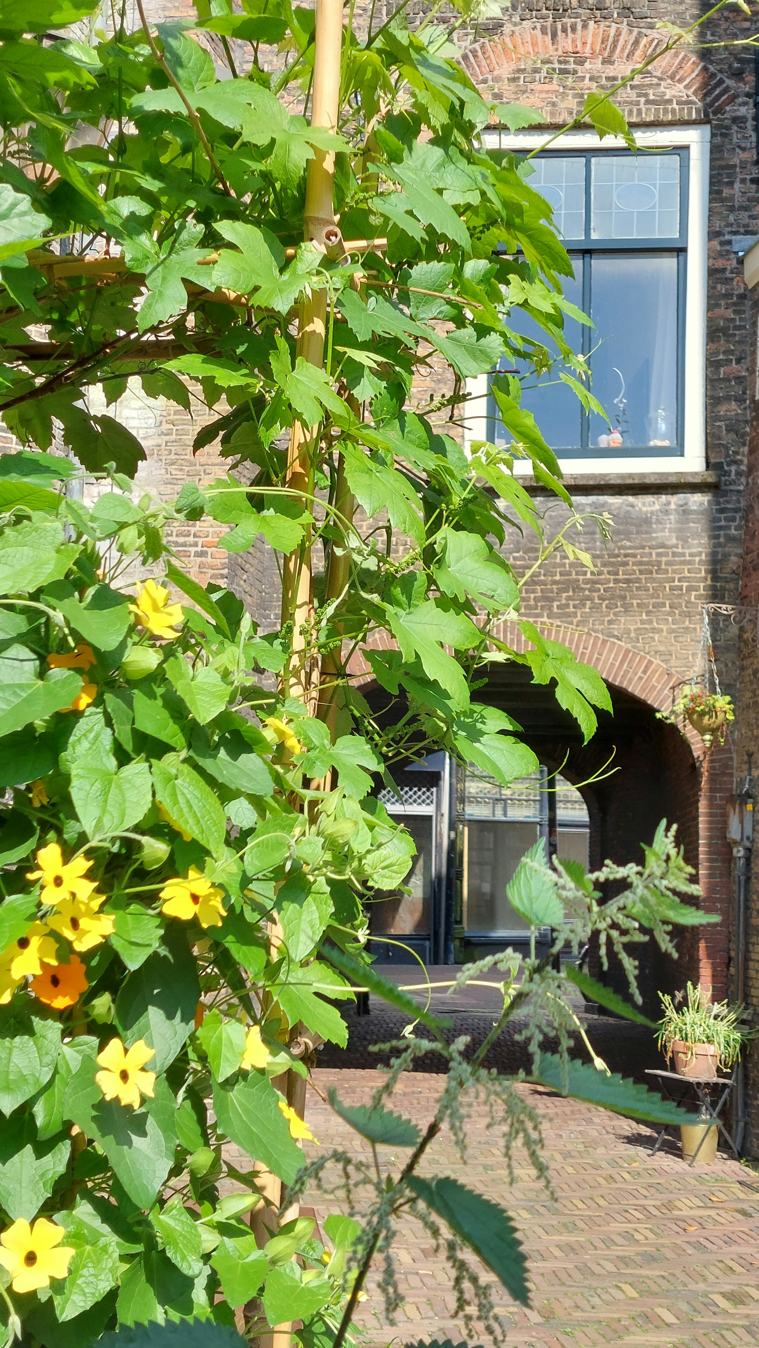 Yellow Blooms Framing a Brick Courtyard