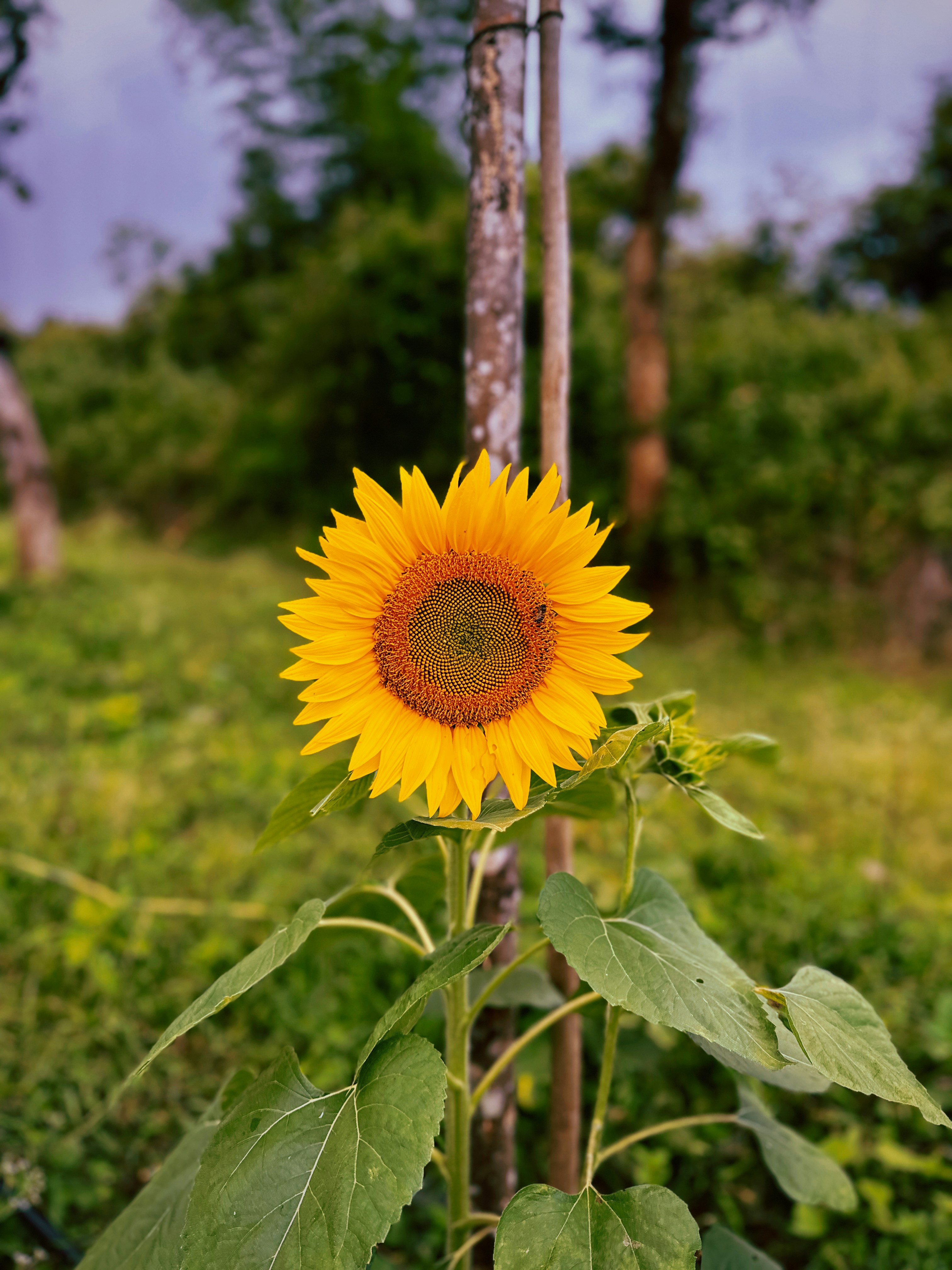 Sunflower Spotlight: Bold Bloom in a Quiet Garden Backdrop