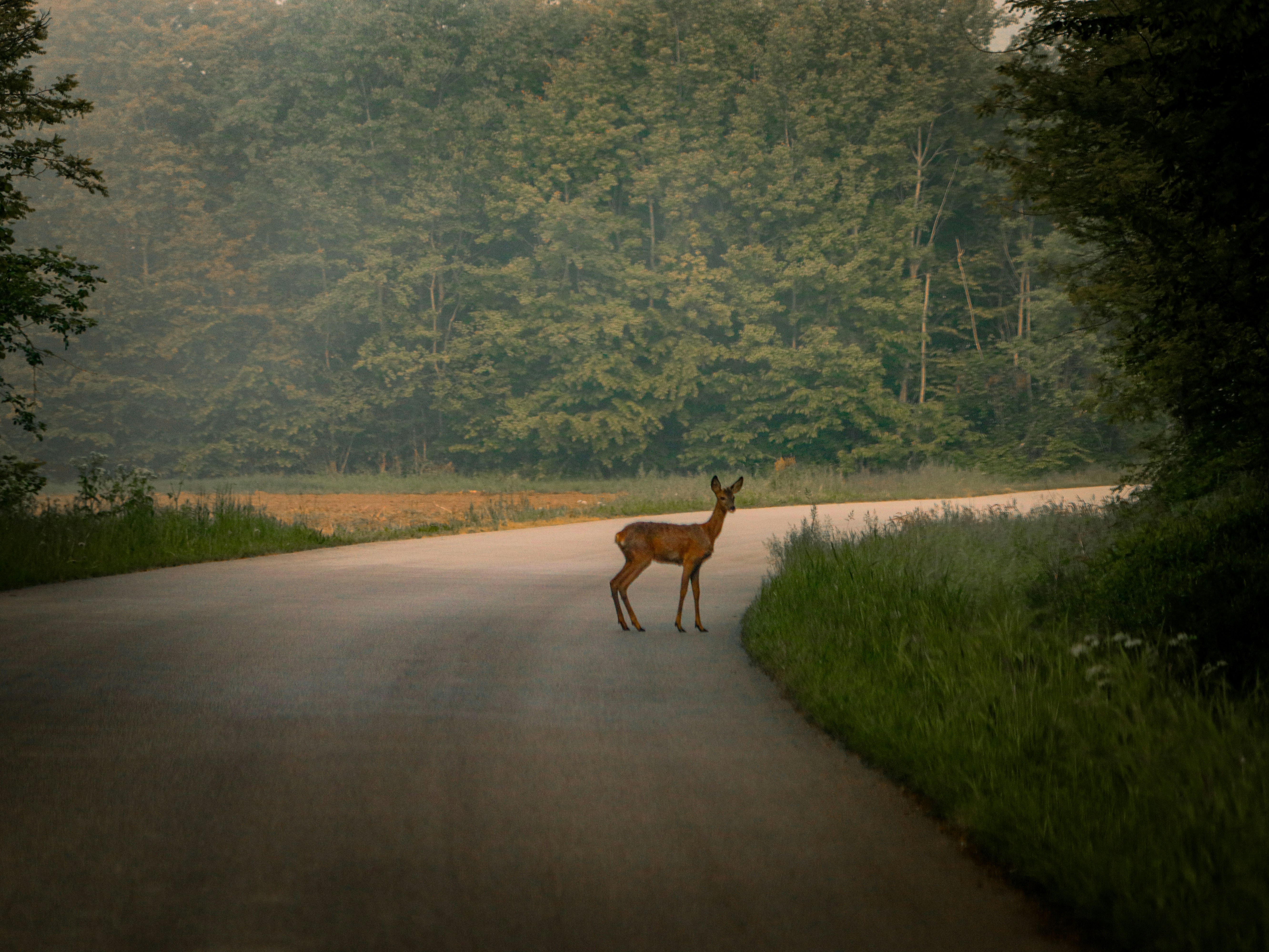 Photo by Nikola  Tomašić with Canon EOS M50
