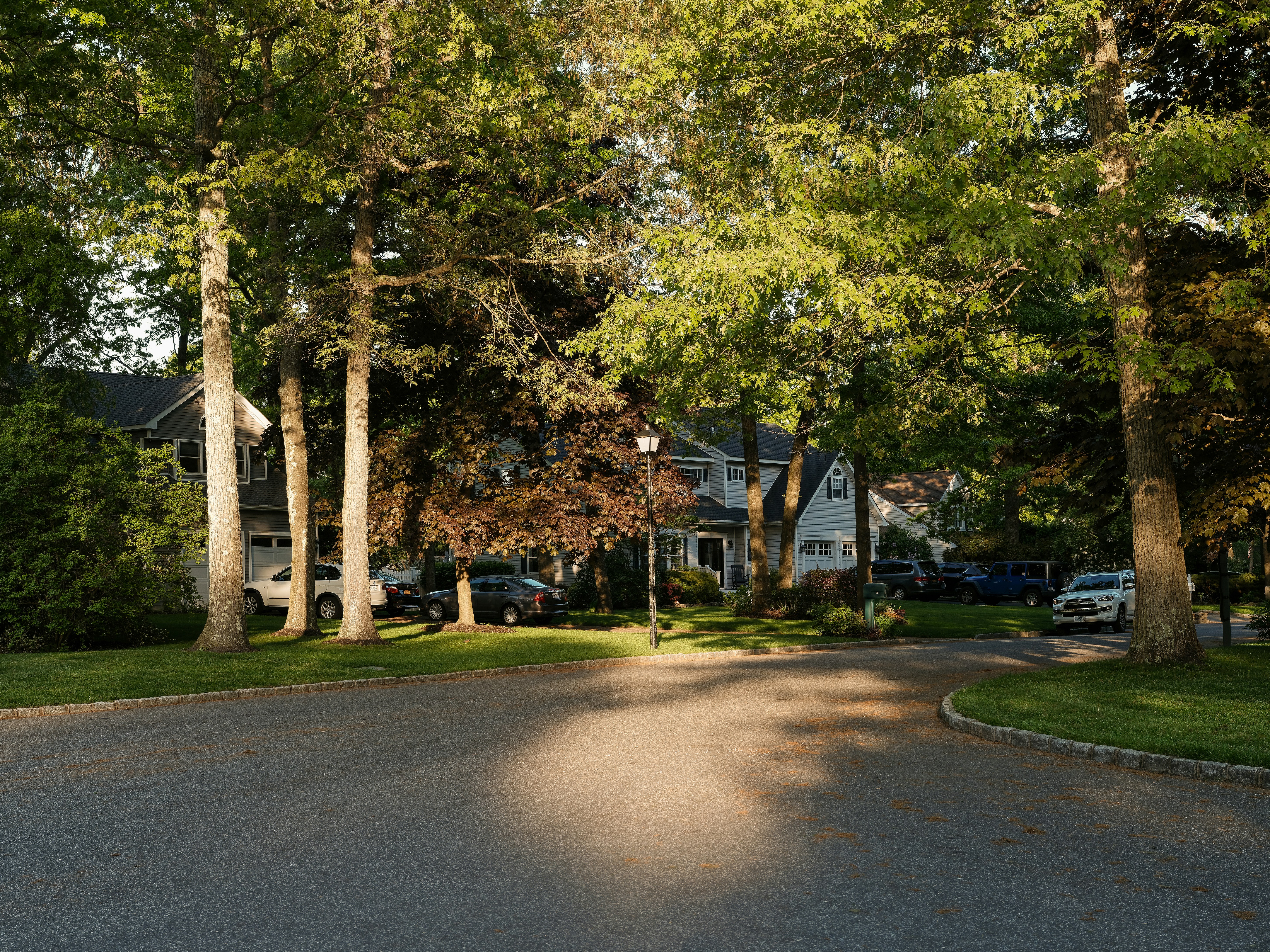 Tree-lined street with cars parked under dappled sunlight.