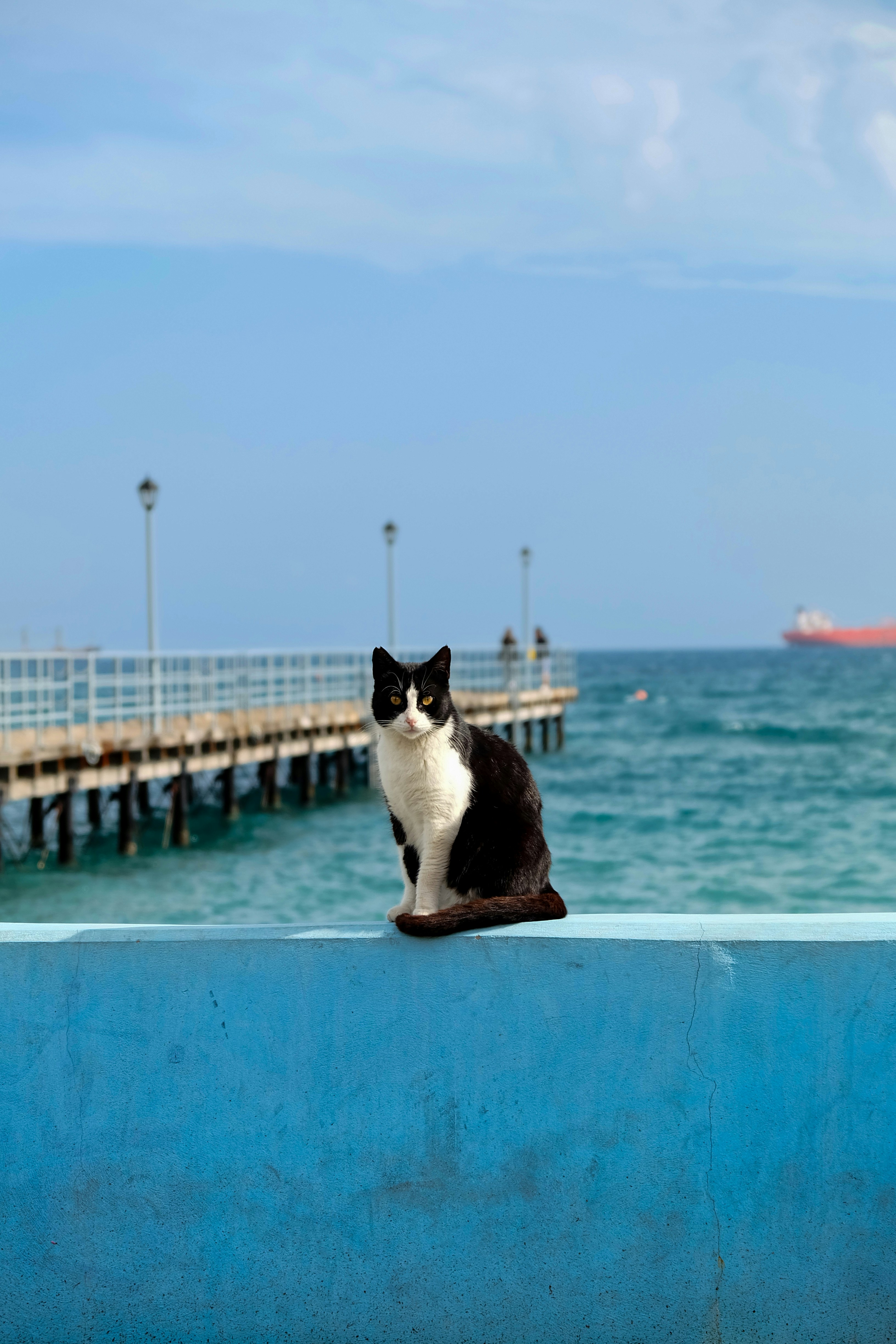 A black-and-white cat sits on a weathered blue seawall as a wooden pier stretches into turquoise water under a bright sky. Photograph.