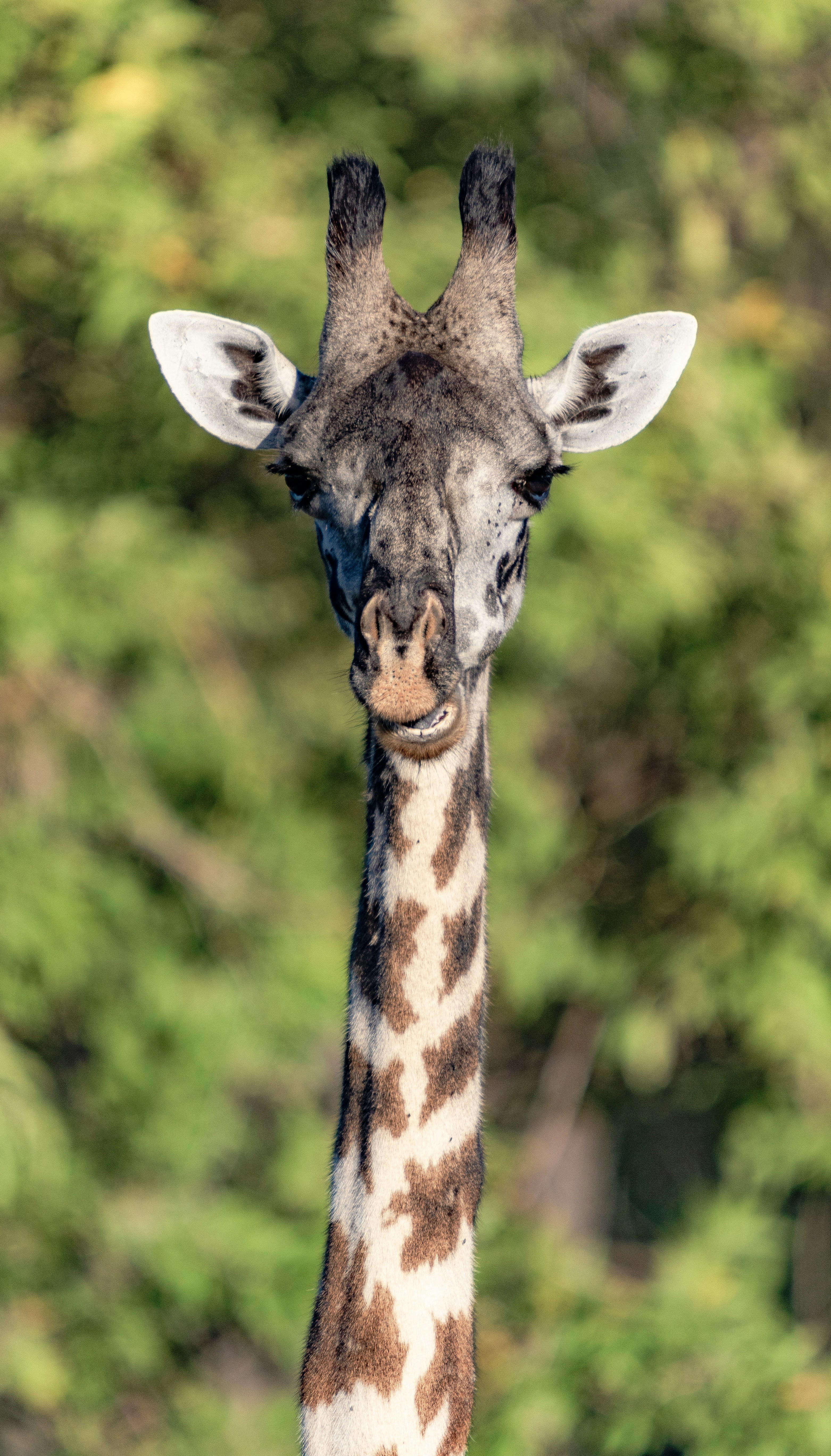 Giraffe stares straight at the camera