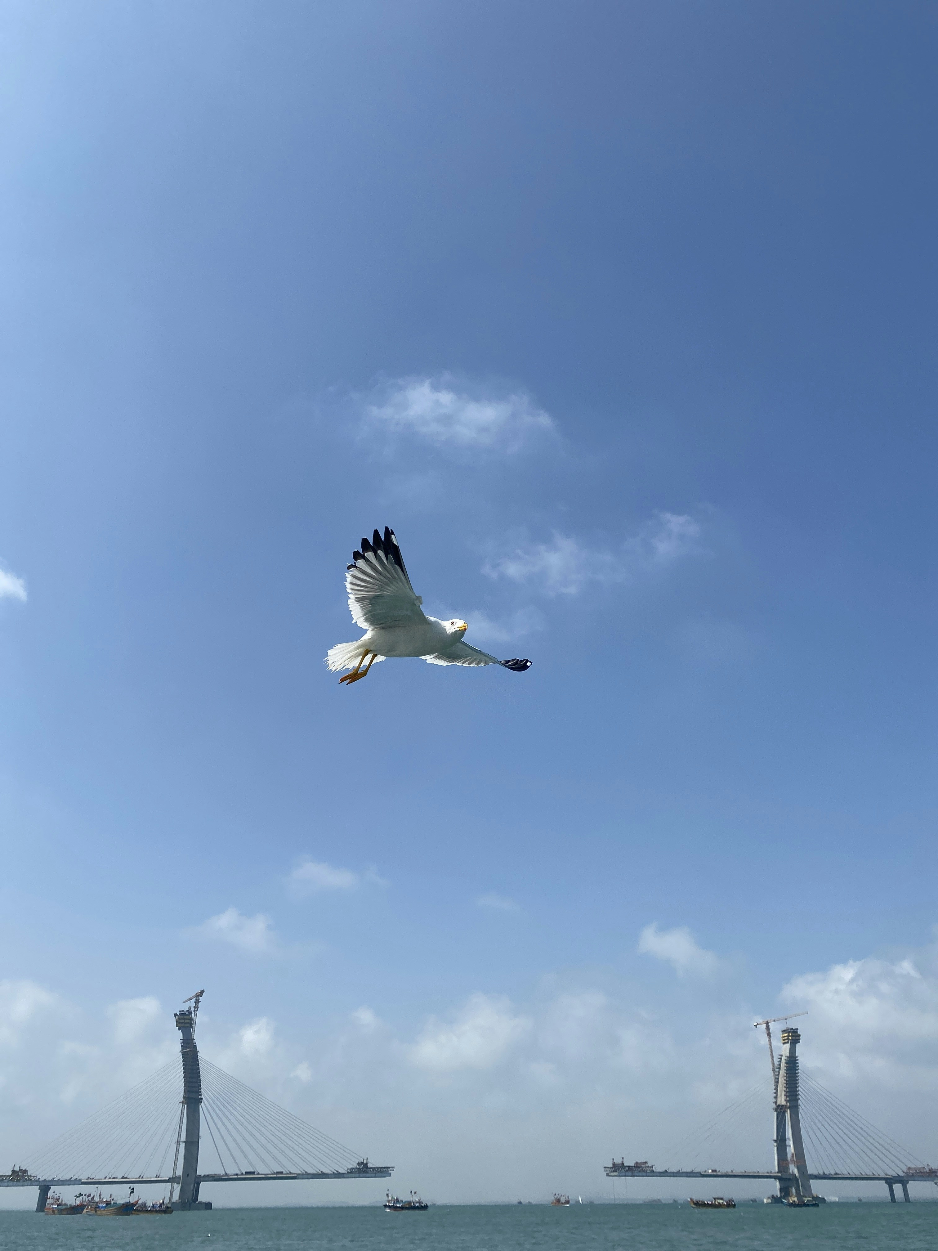 Wingbeat over the Harbor: Seagull Against the Cable-Stayed Horizon