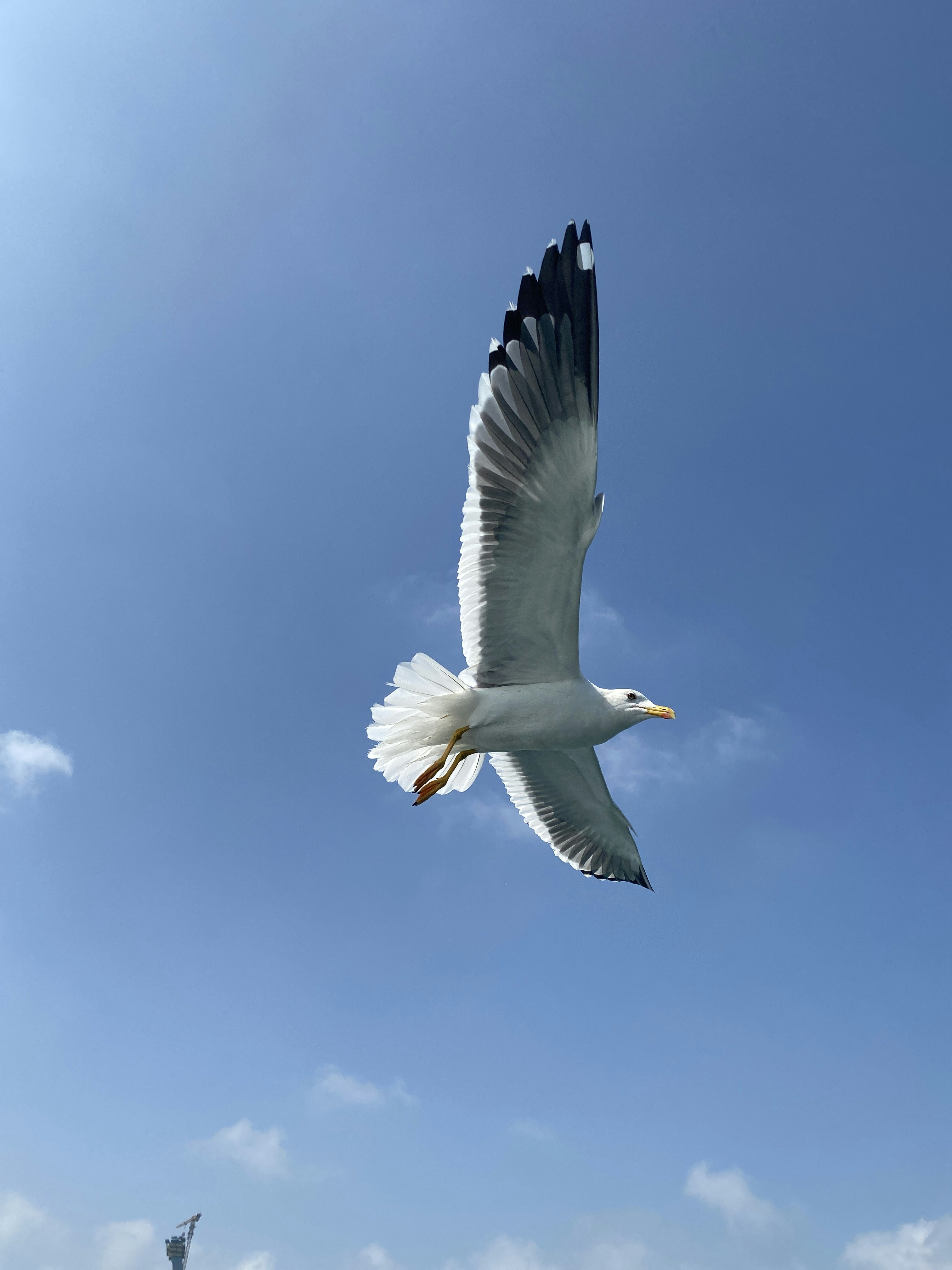A large white bird flying through a blue sky photo – Free Dwarka Image ...