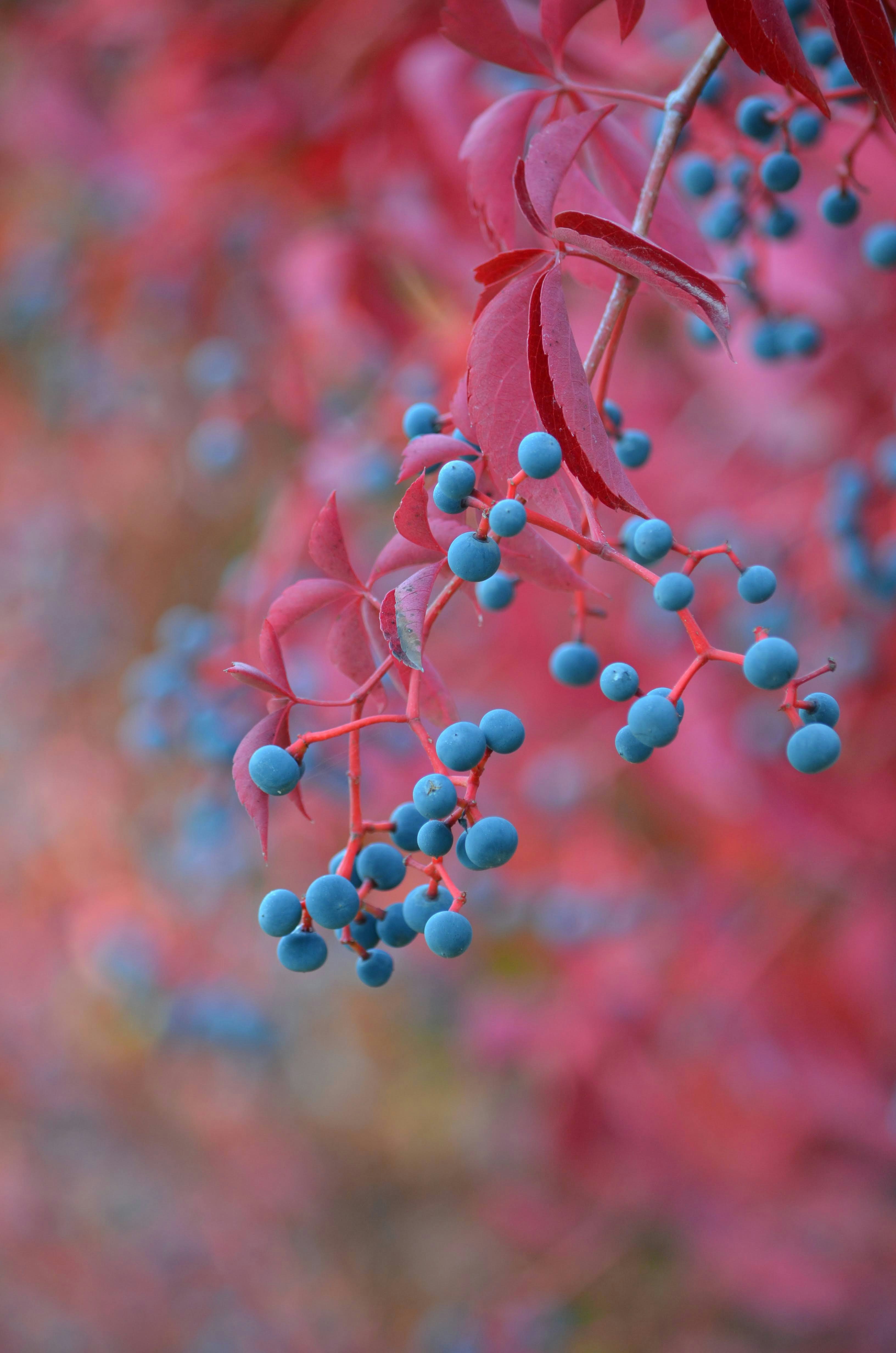Crimson Foliage, Cerulean Berries: A Delicate Macro Moment