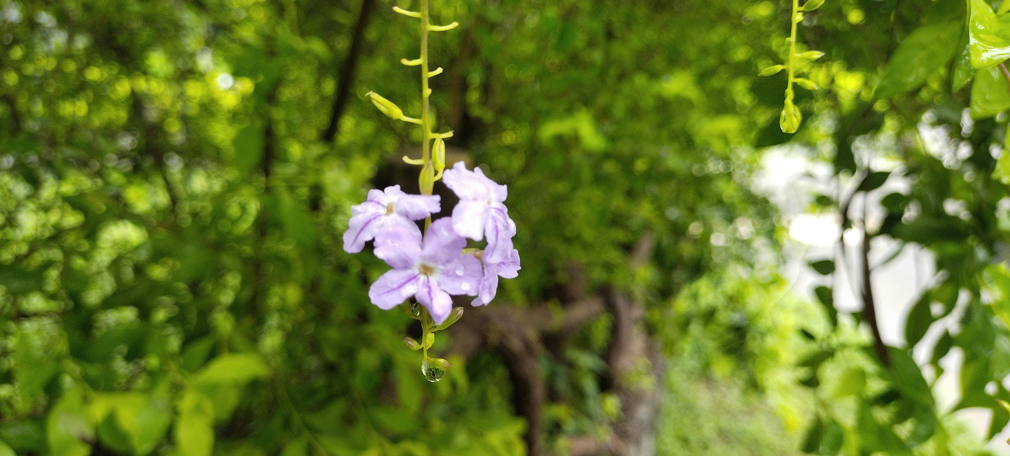 Violet Bloom in a Green Veil