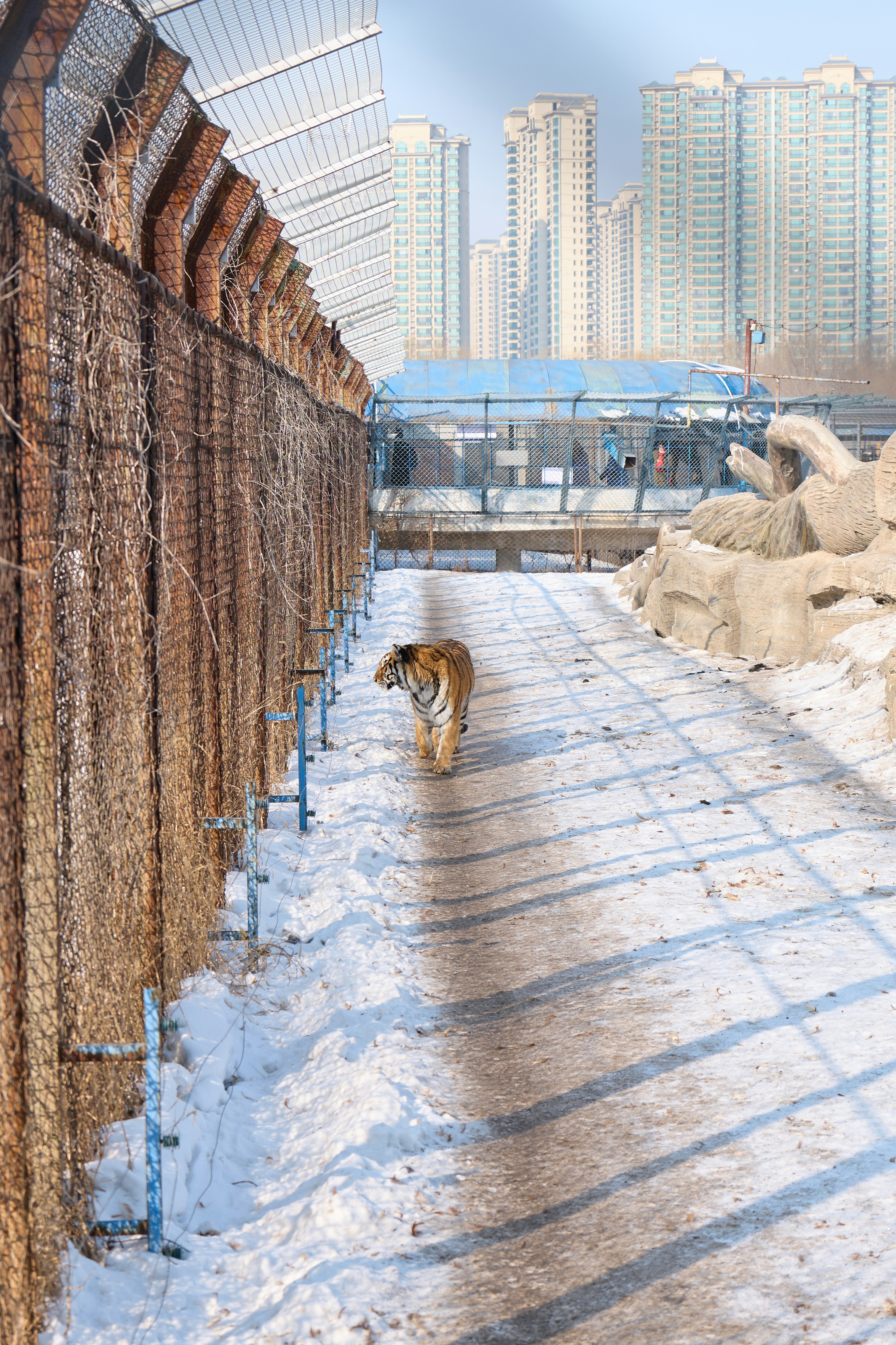 Winter Corridor: Tiger Walks the Snowy Path Beneath Urban Towers