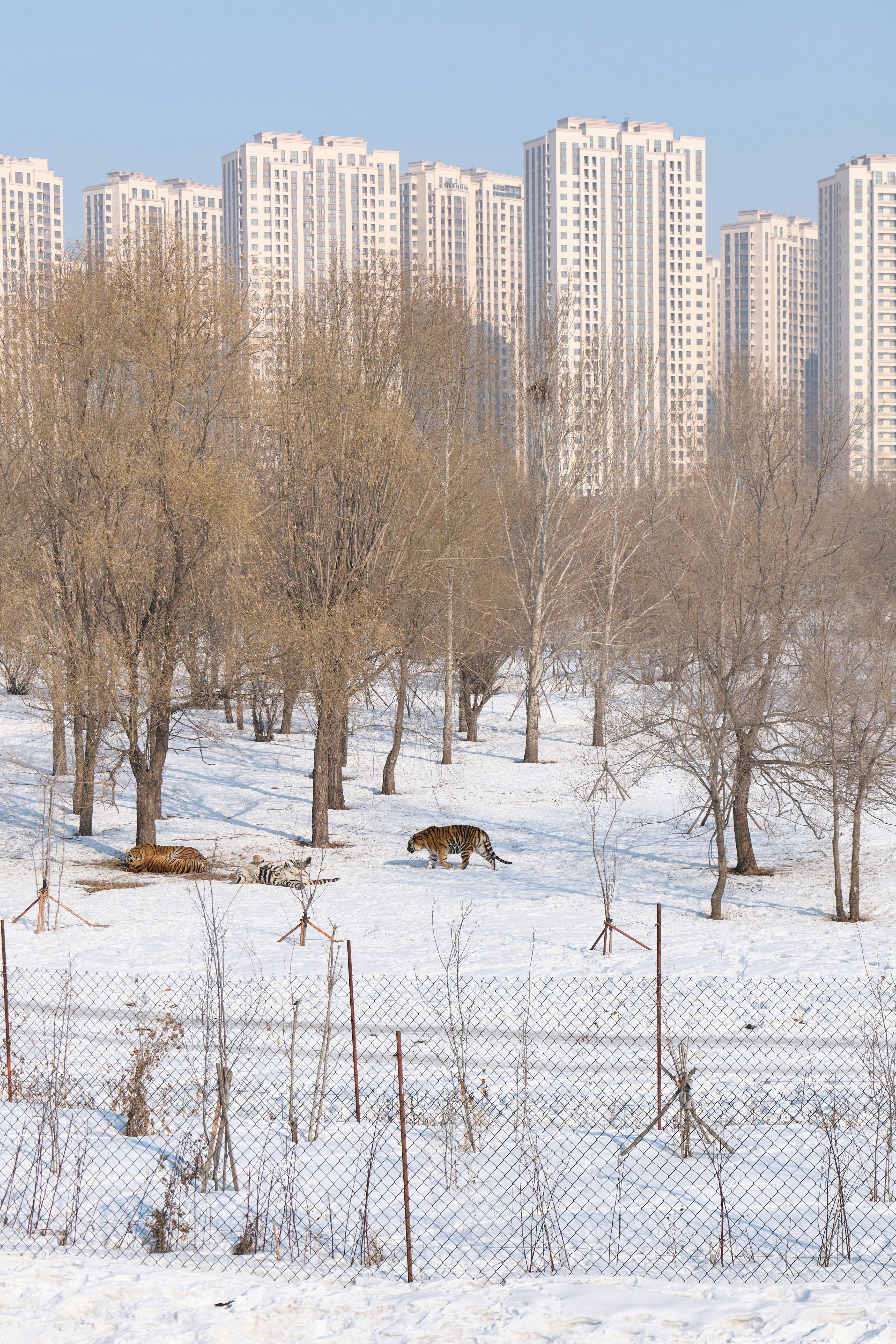 Wolves on Snow Near a Chain-Link Fence as Urban Towers Rise Beyond