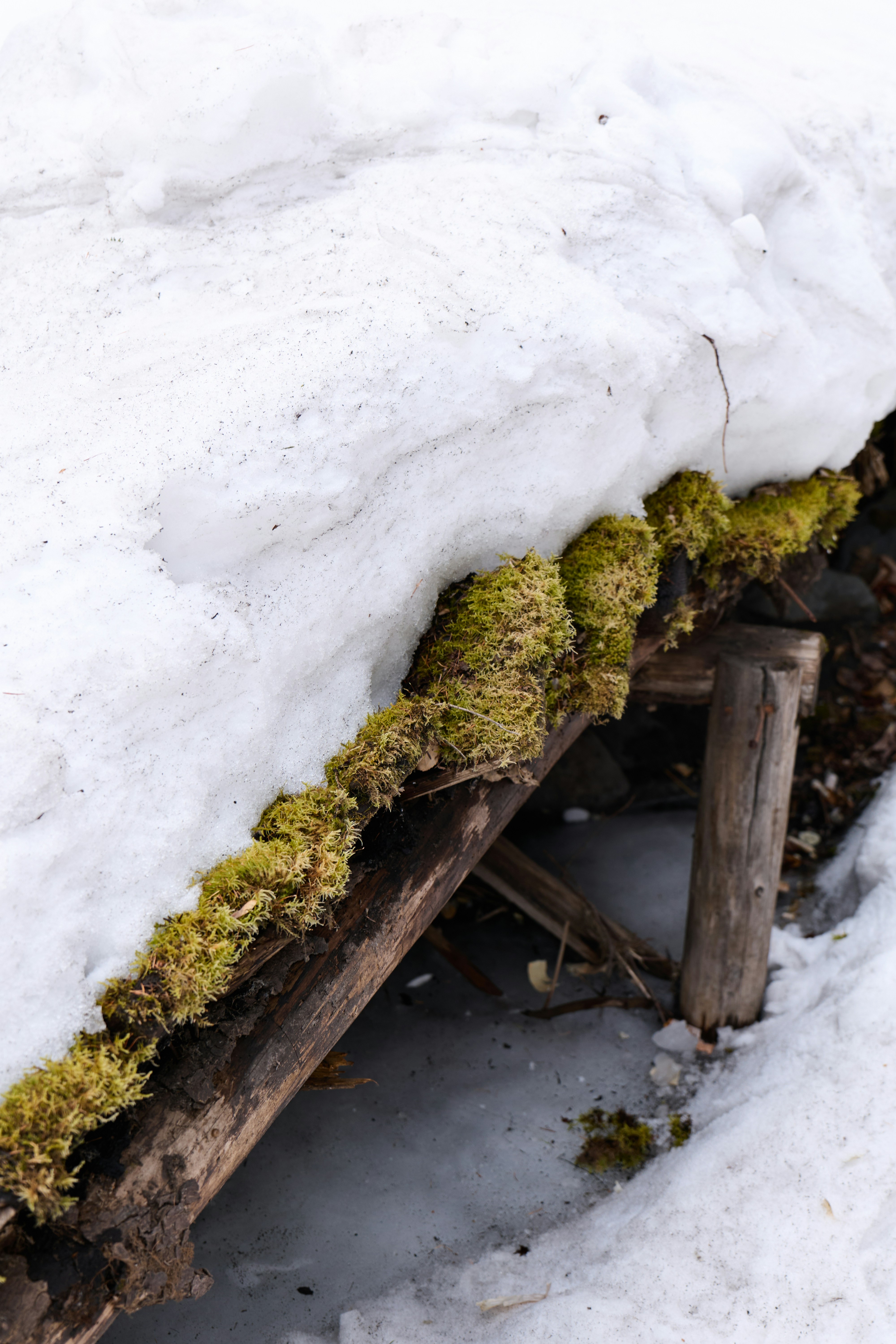 A snow covered roof with moss growing on it photo – Free Moss Image on ...
