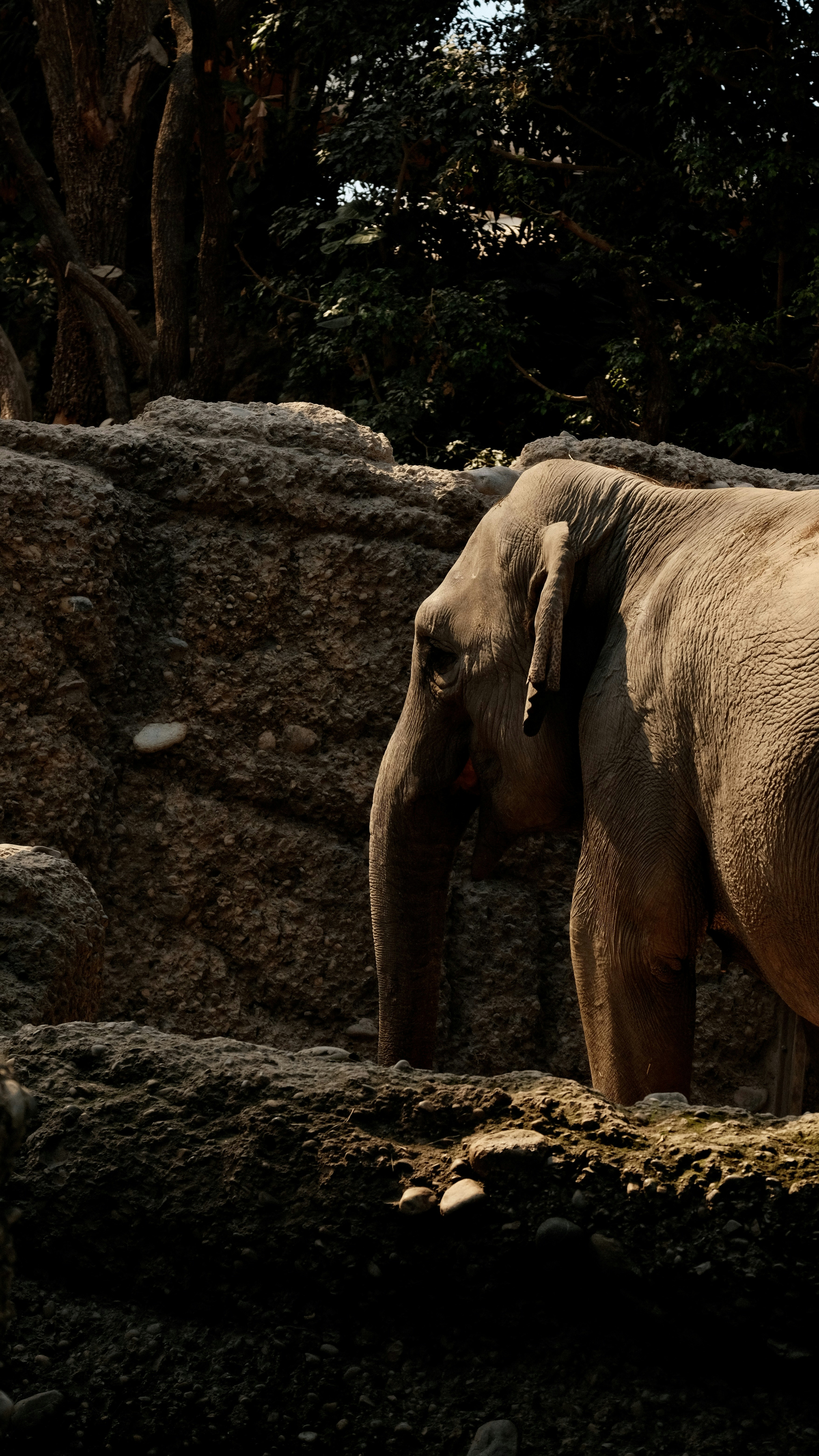 Dusk Watch at the Rock-Walled Edge: A Quiet Elephant Moment