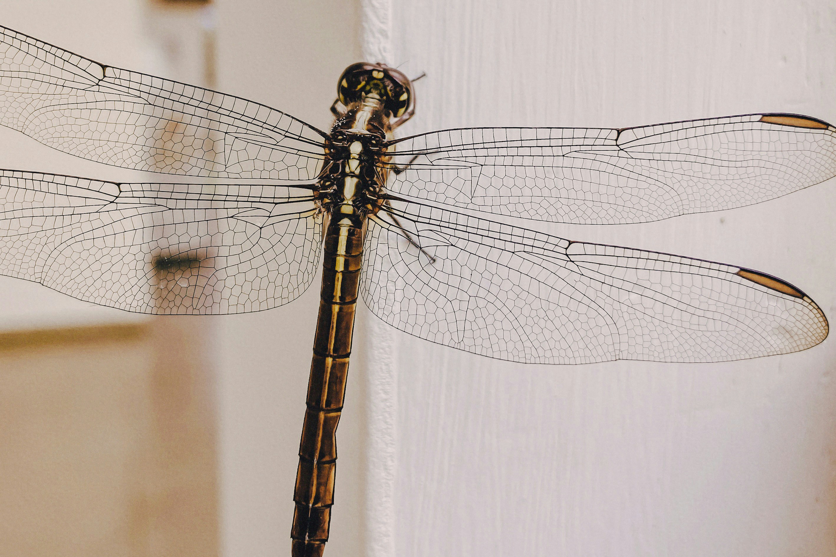 Porch-Side Dragonfly: Lace-Wing Details on a White Post