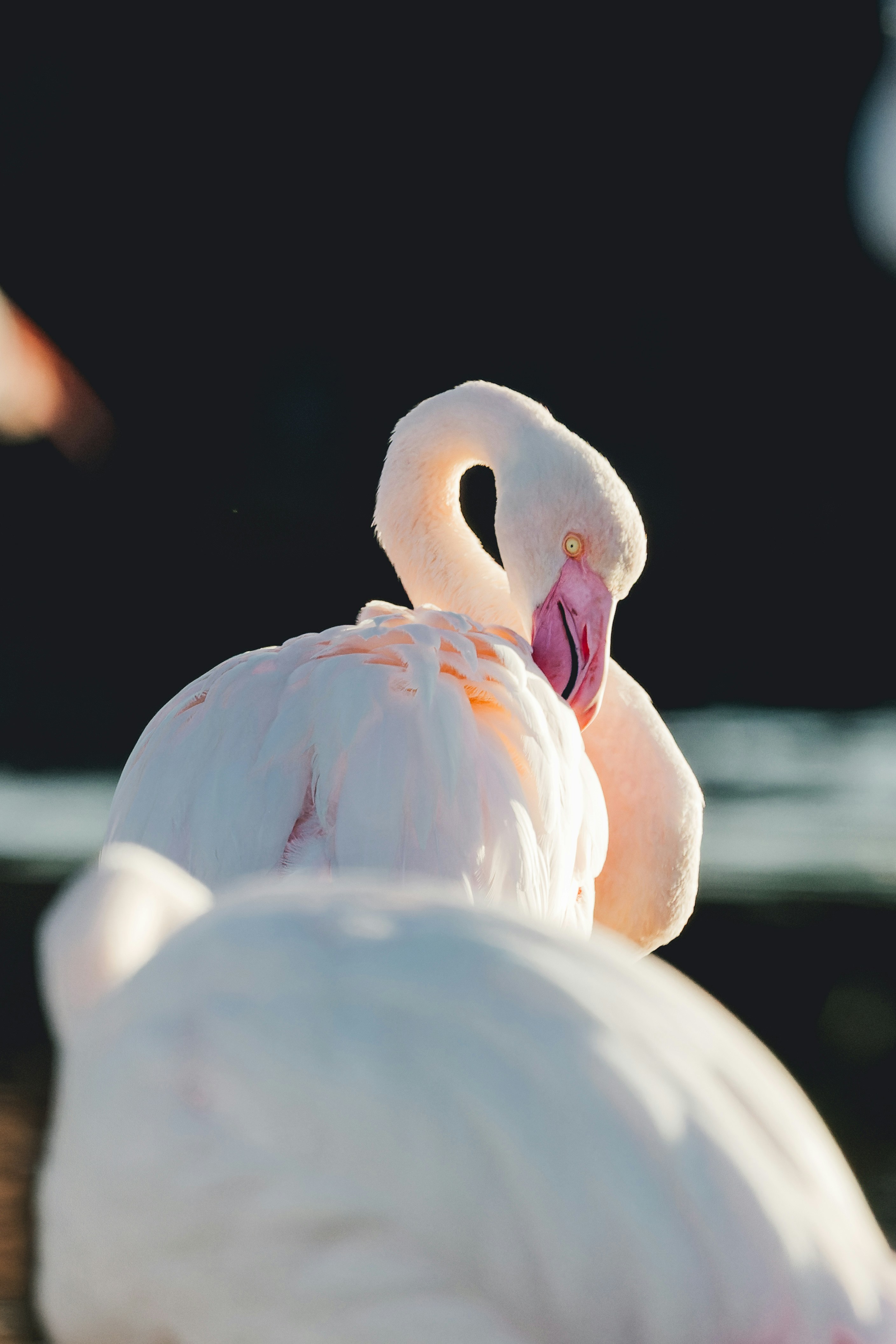 Close-up photograph capturing a pink flamingo preening its feathers against a dark backdrop, highlighting delicate plumage and color. The composition centers on the curved neck and eye, emphasizing serenity and texture.
