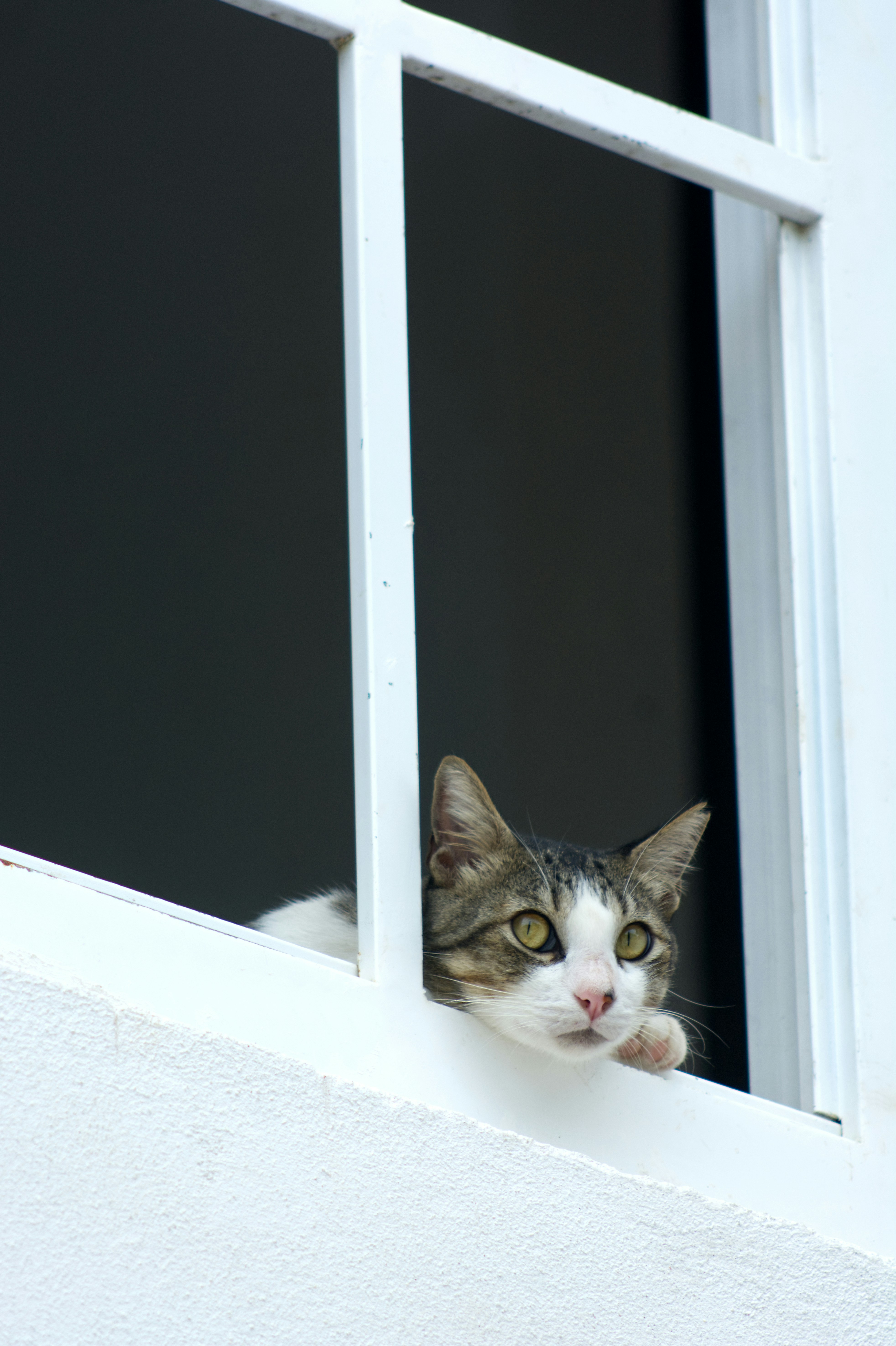 Cat in window