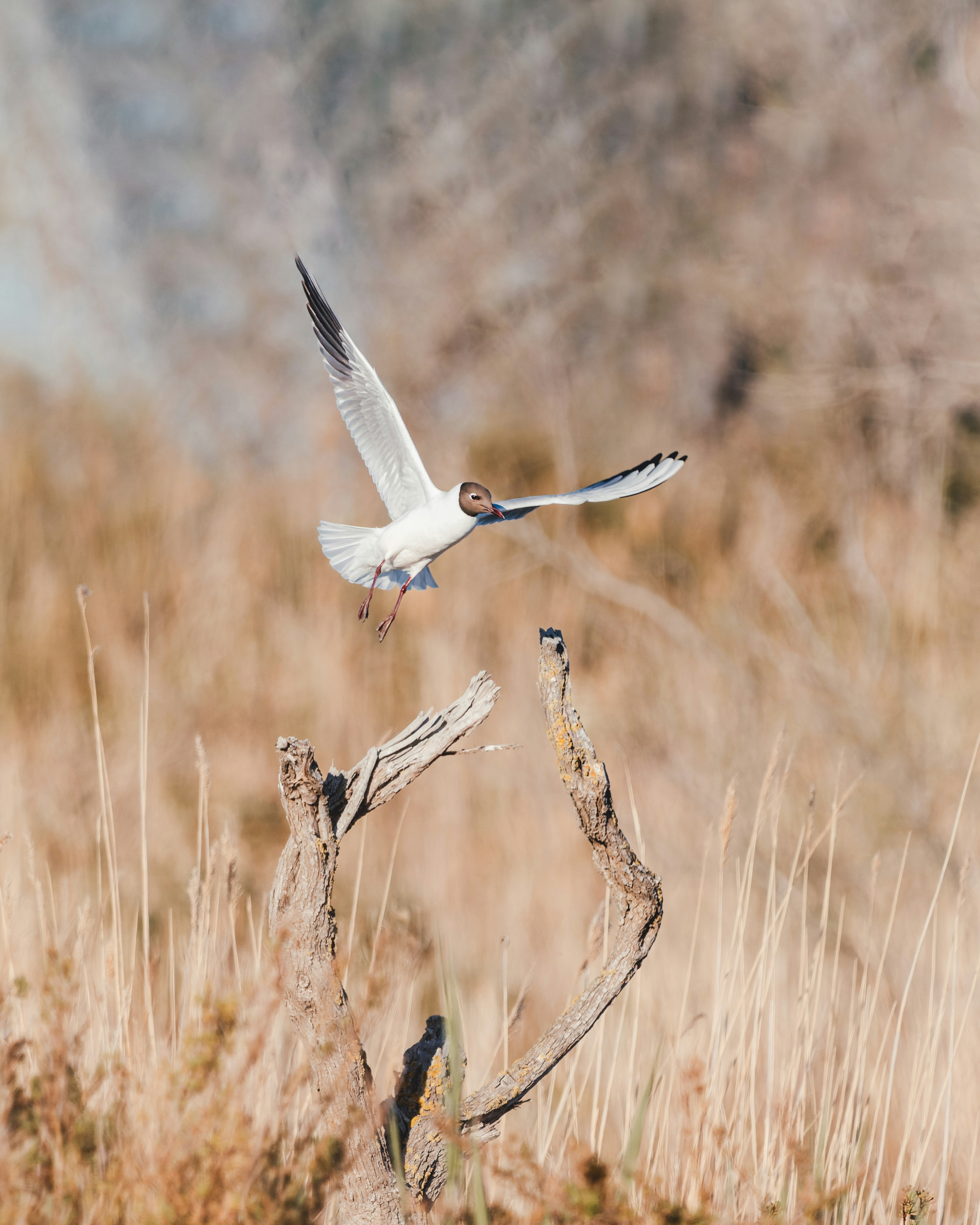 A white bird flying over a dry grass field photo – Free France Image on ...
