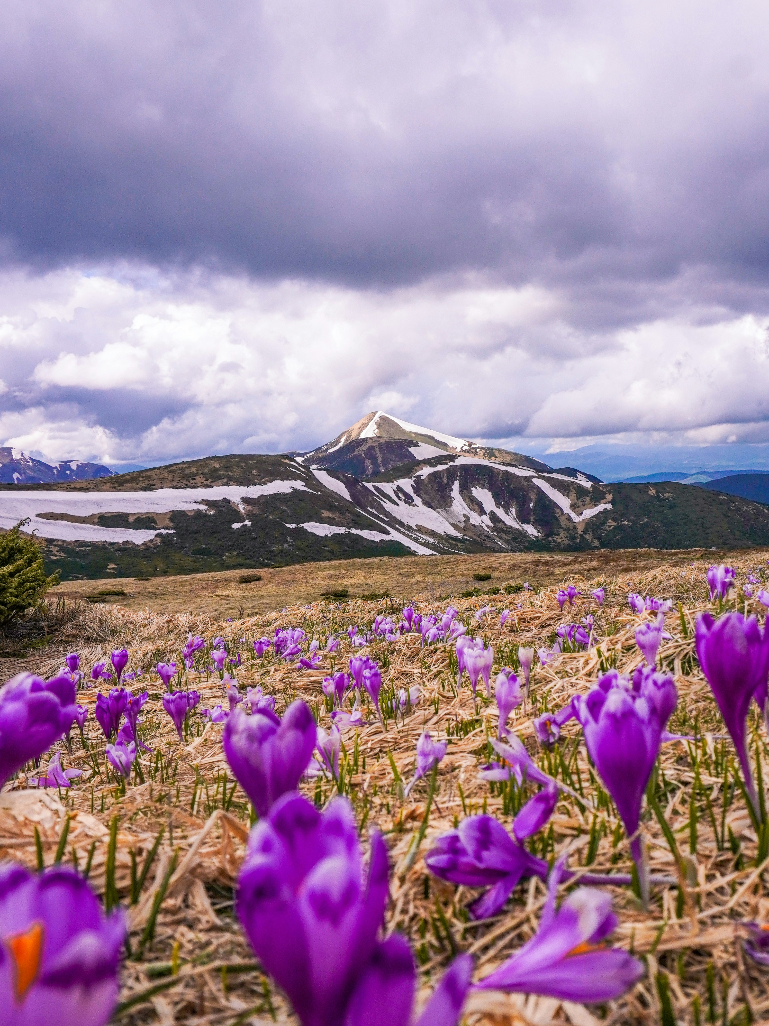 Crocus Crown at the Snow-Outlined Summit