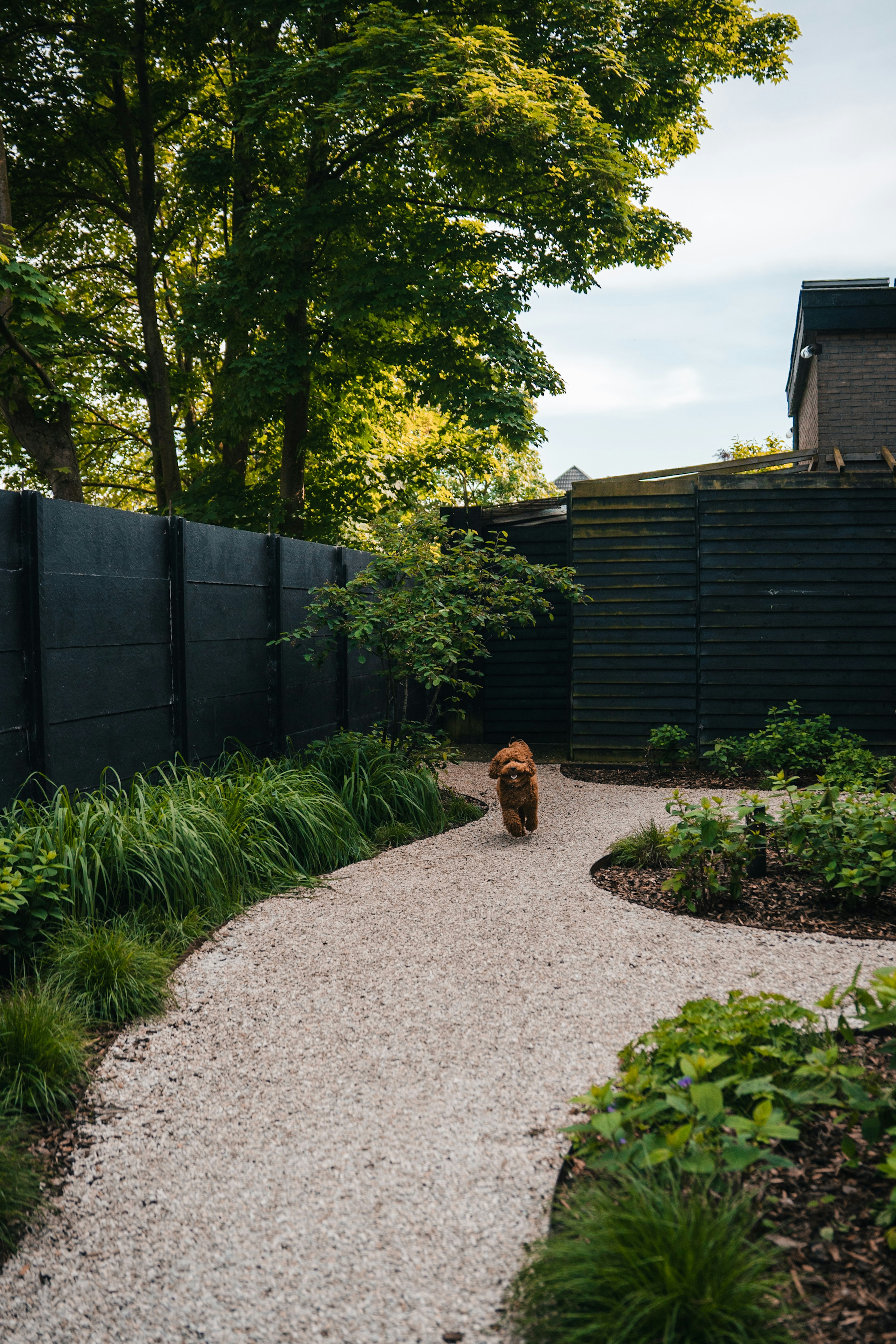 Brown dog moving along a winding gravel path in a modern backyard garden