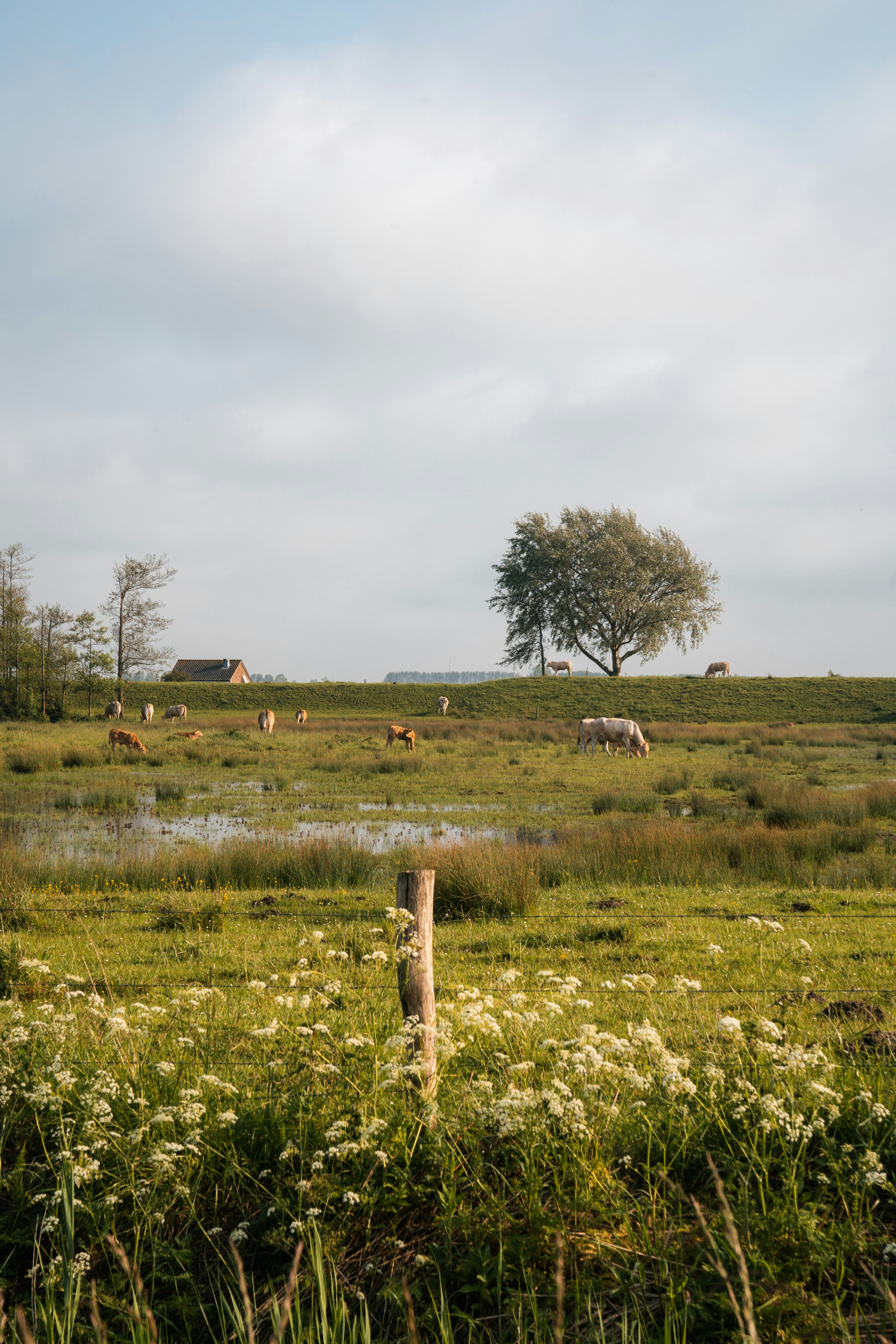 Hilltop Sentinel: Lone Tree Over a Tranquil Cattle Field