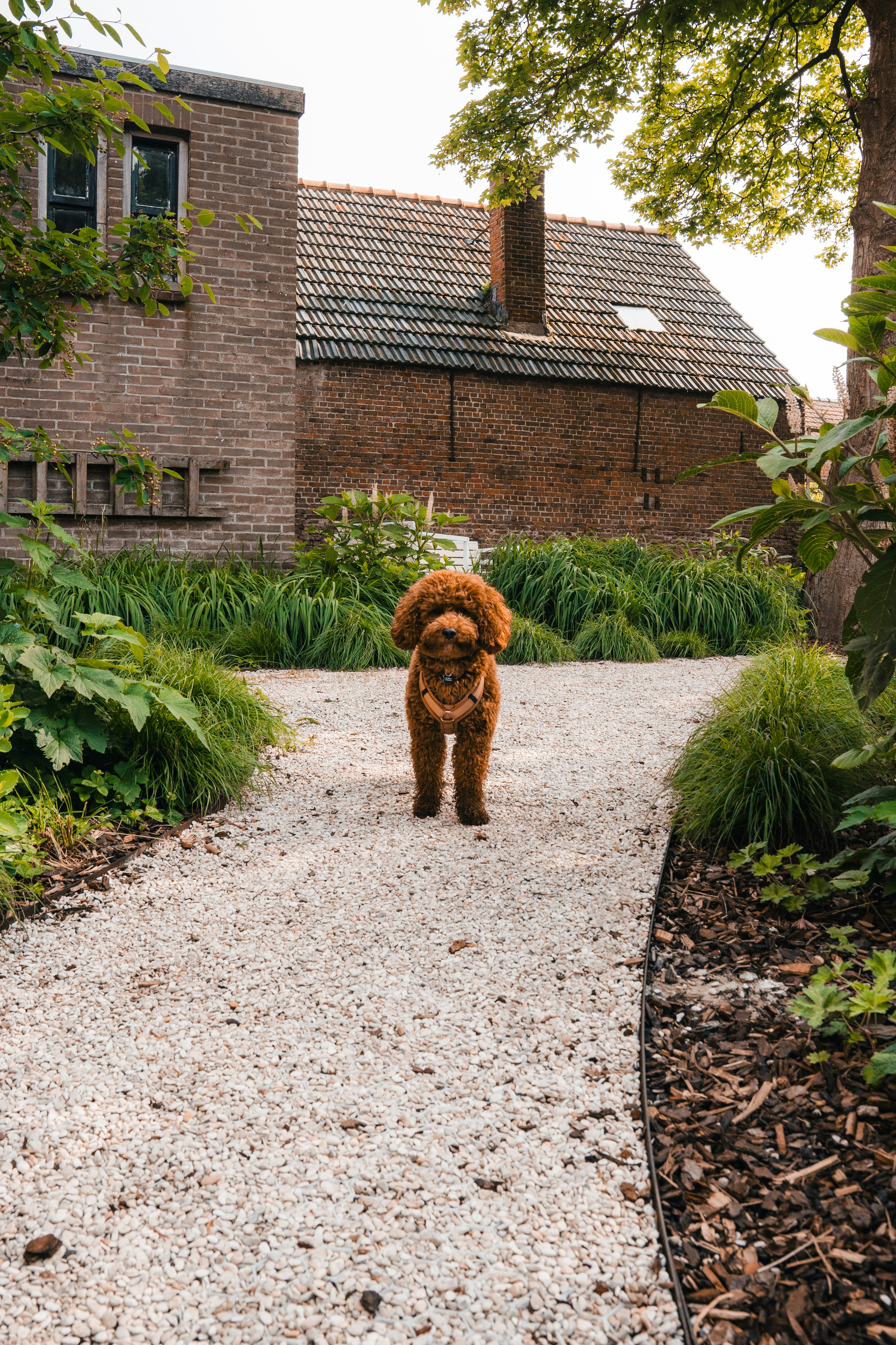 Brown Toy Poodle Stands Centered on Gravel Path with Brick Houses in Background