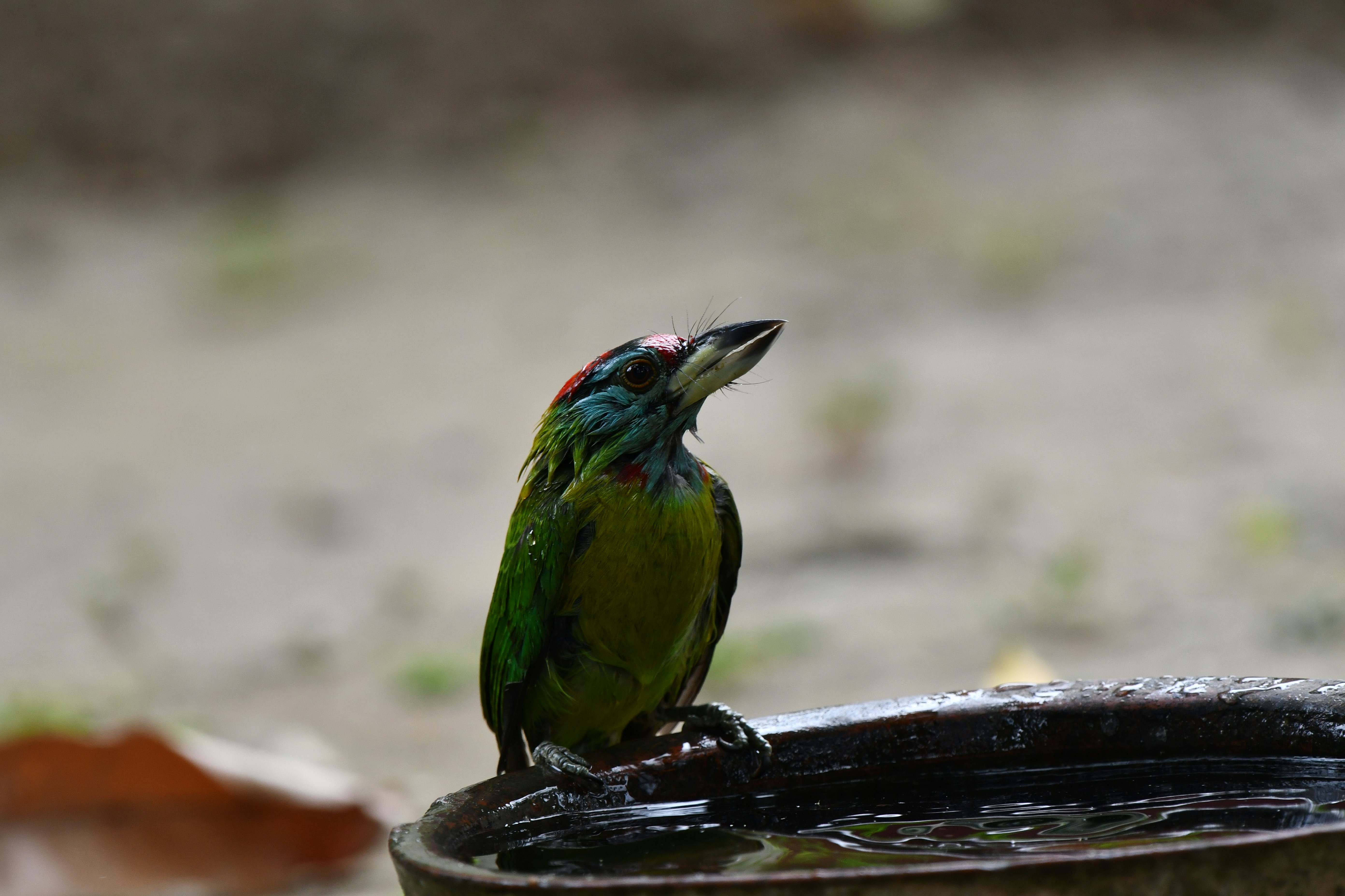 Verdant Sunbird Perched by a Rain-Dappled Water Bowl