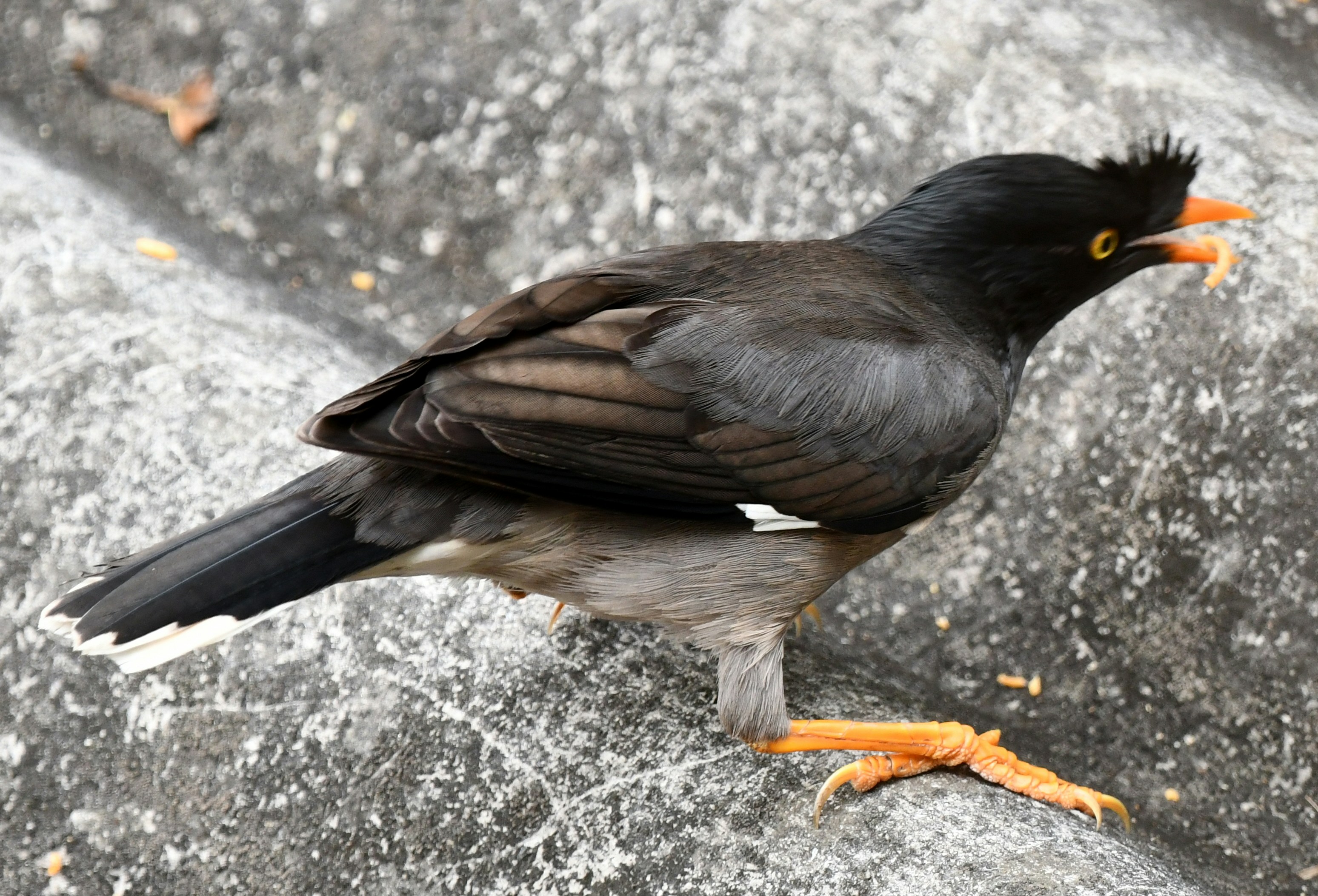 Granite Perch, Bold Call: The Common Myna in Focus