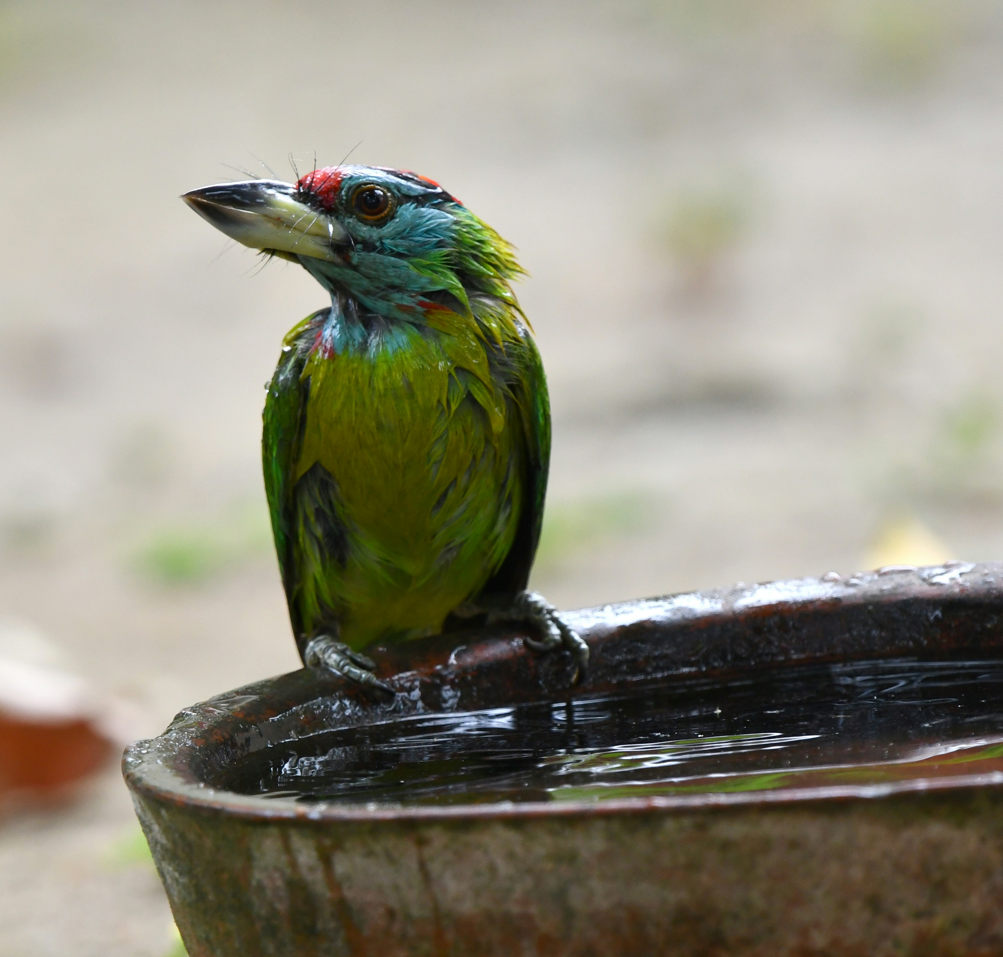 Emerald Bee-Eater Perched by a Weathered Basin