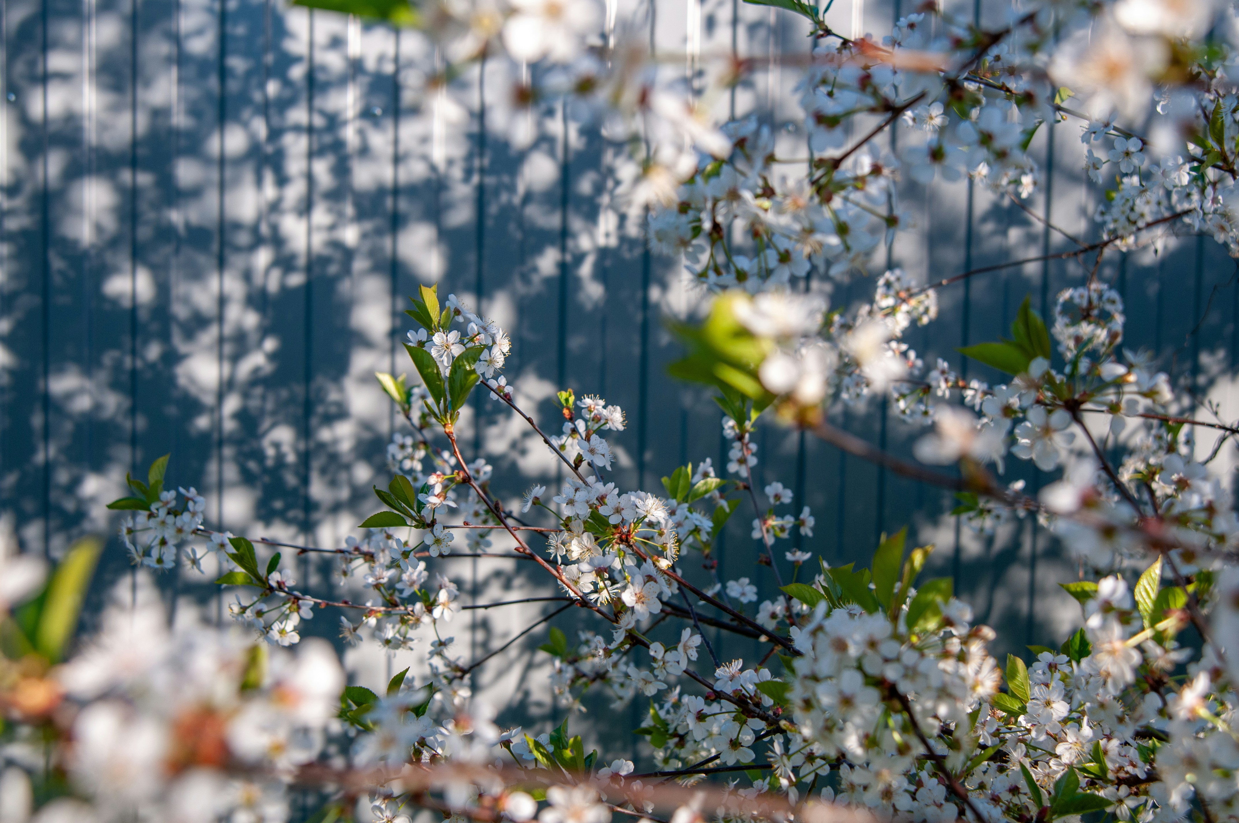 a close up of a tree with white flowers