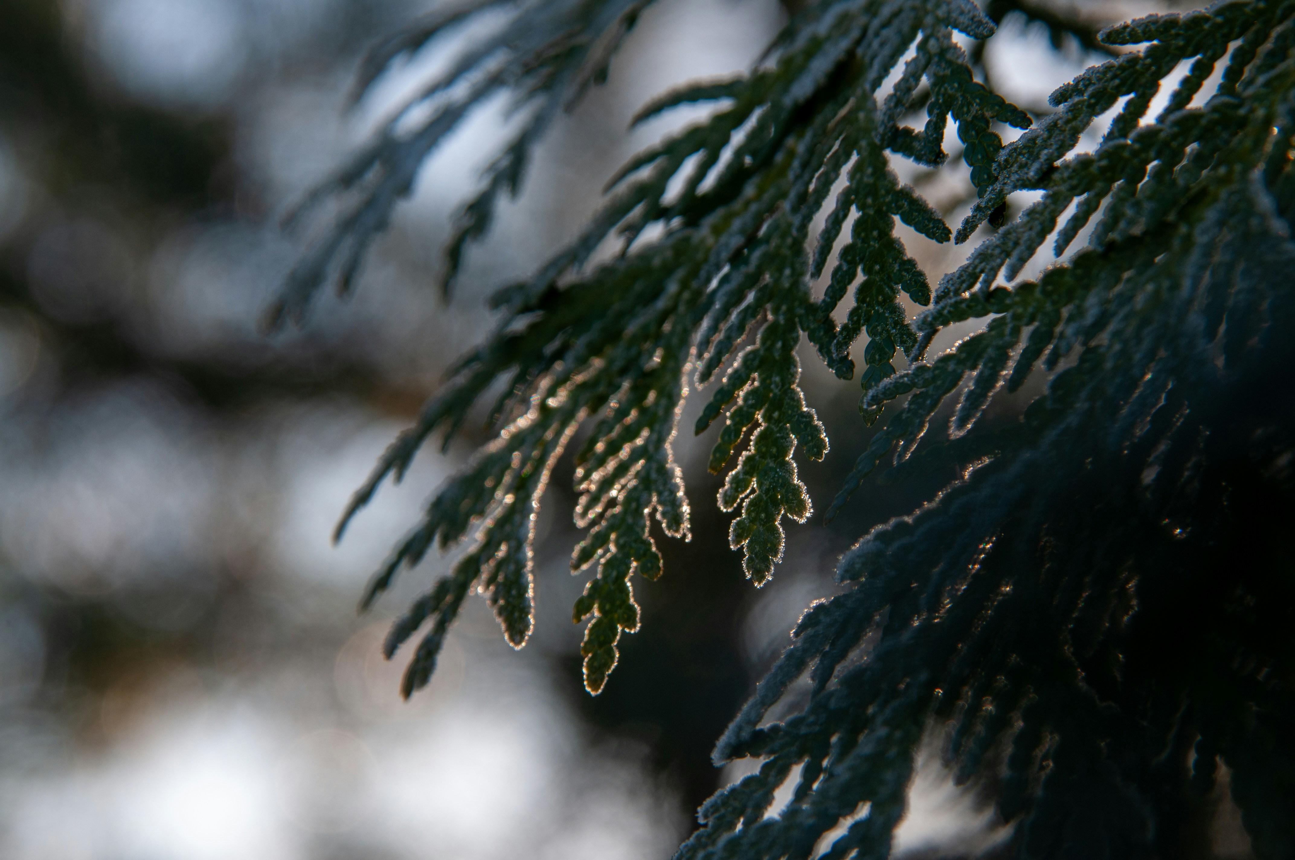 A close up of a pine tree branch photo – Free Green Image on Unsplash