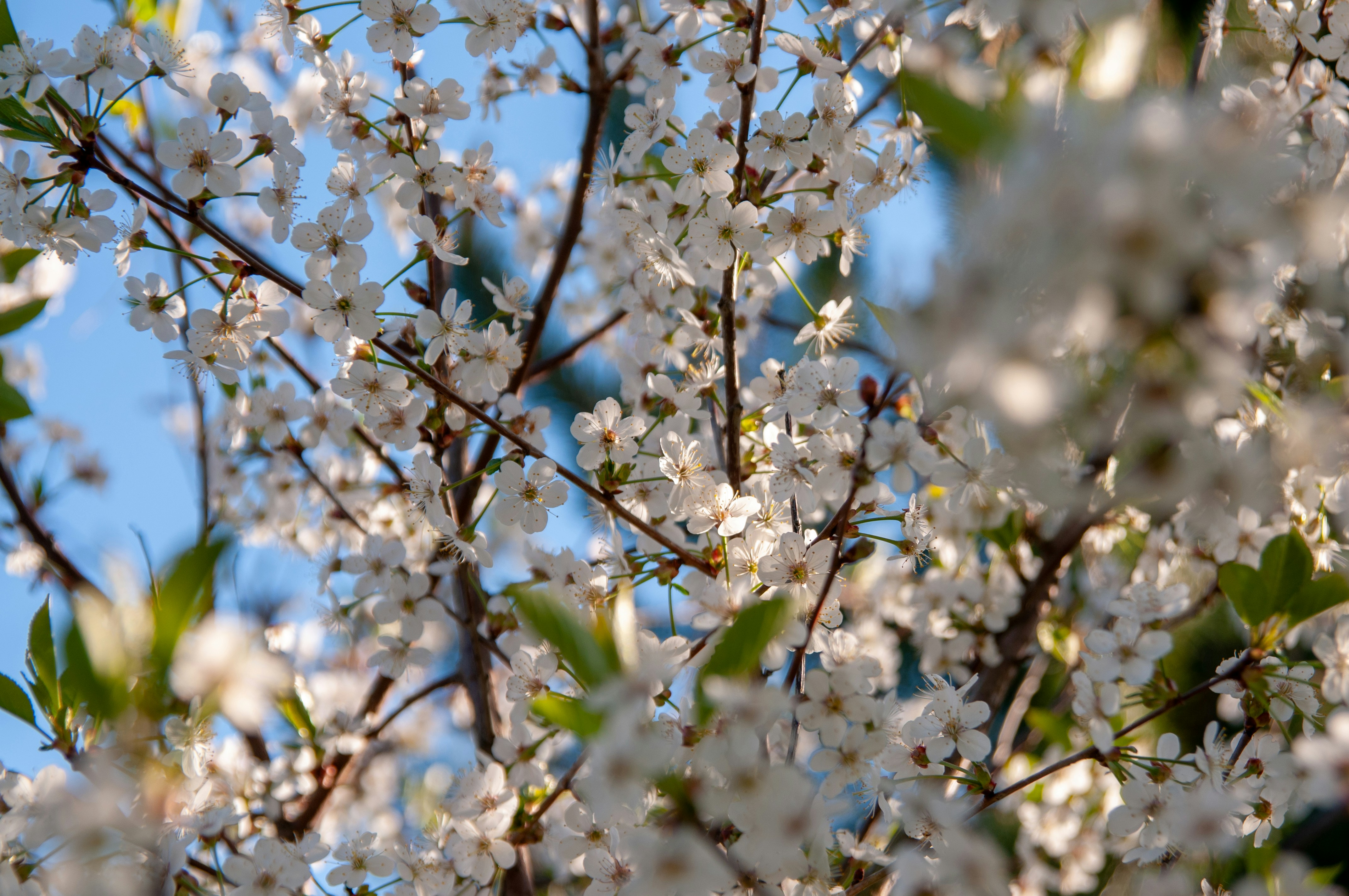 Photo by SinrinF with Nikon D300S