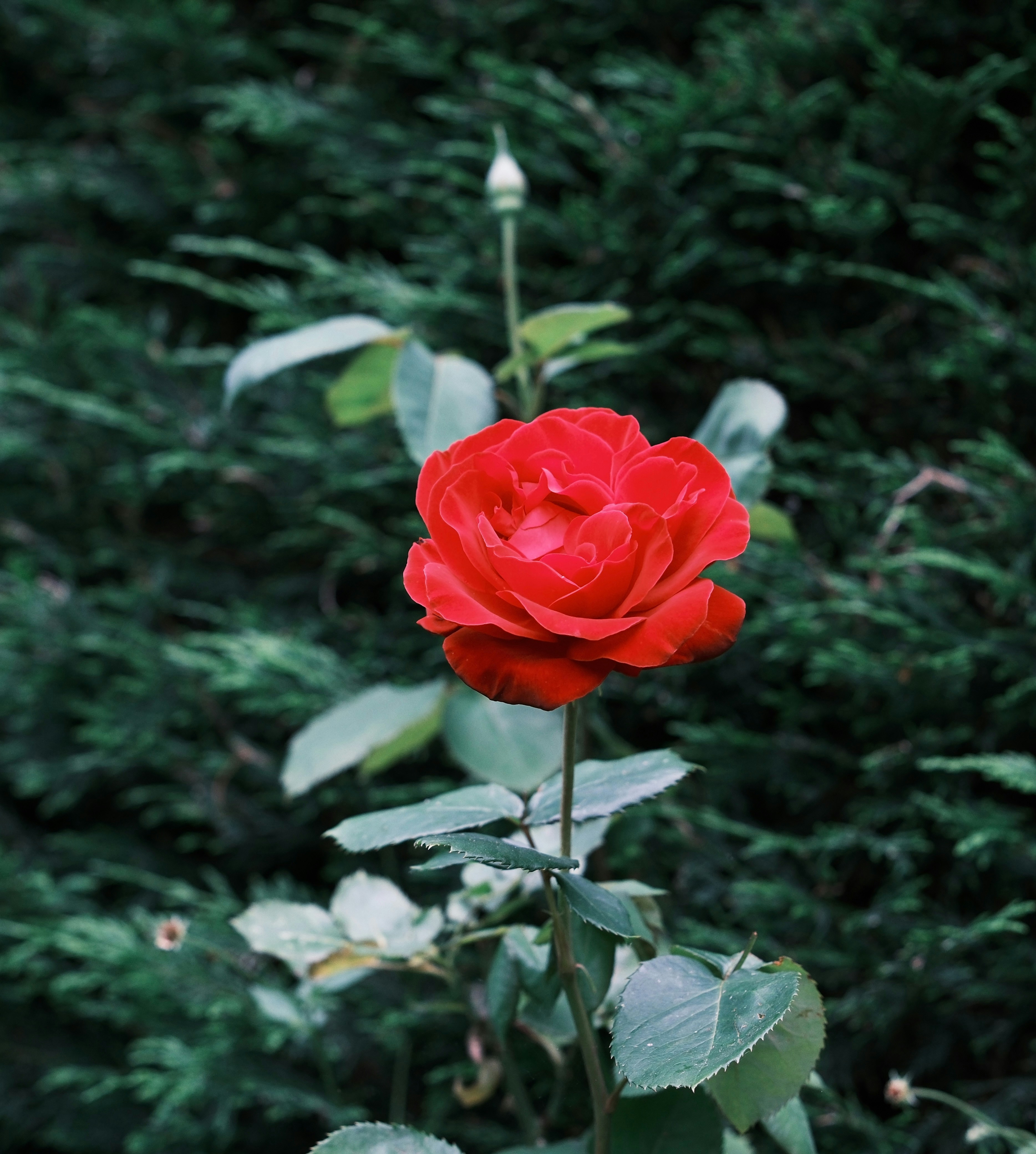 Crimson Rose in Crisp Focus: A Bloom Against Velvet Green