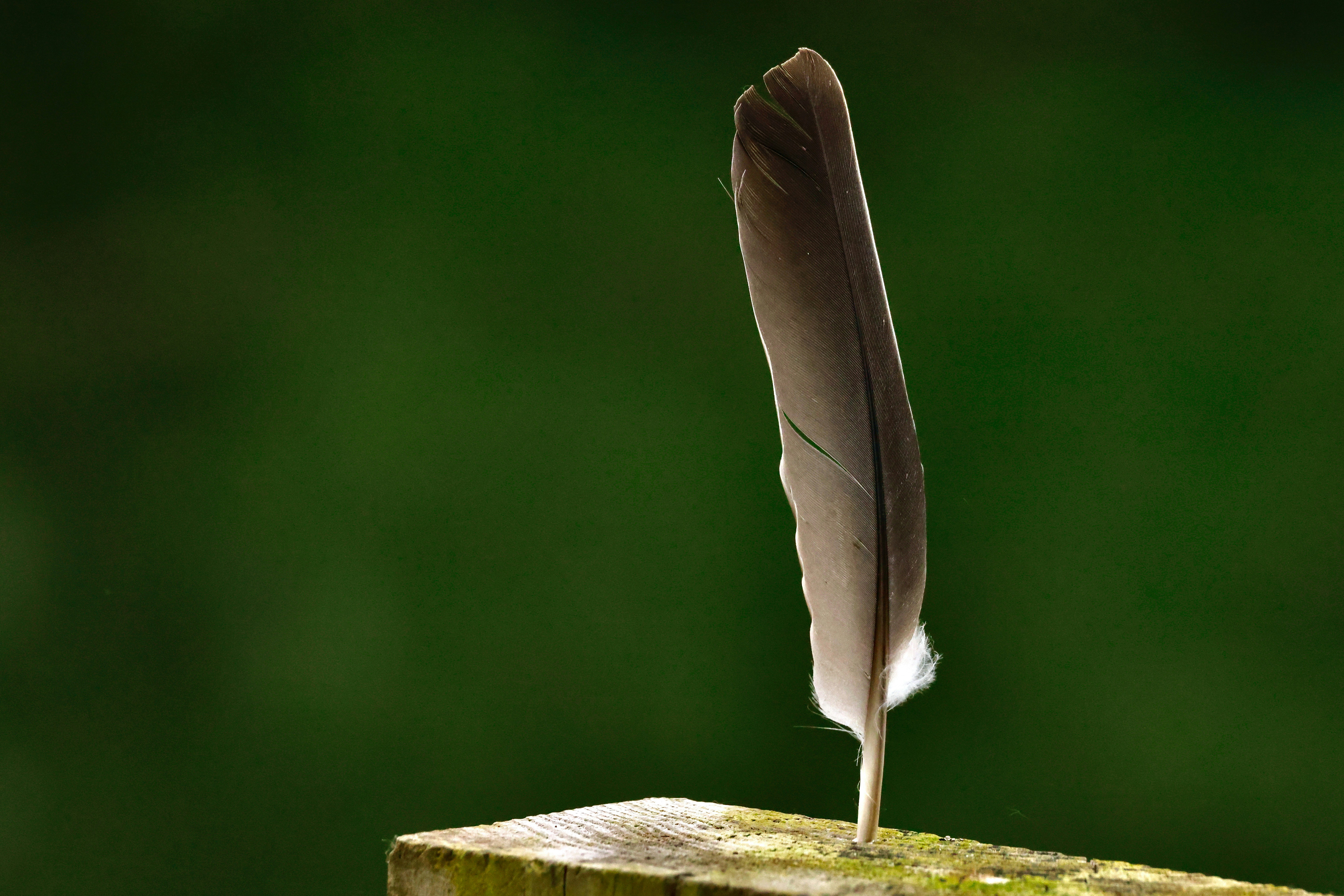 a feather quill resting on a piece of woodJames Wainscoat