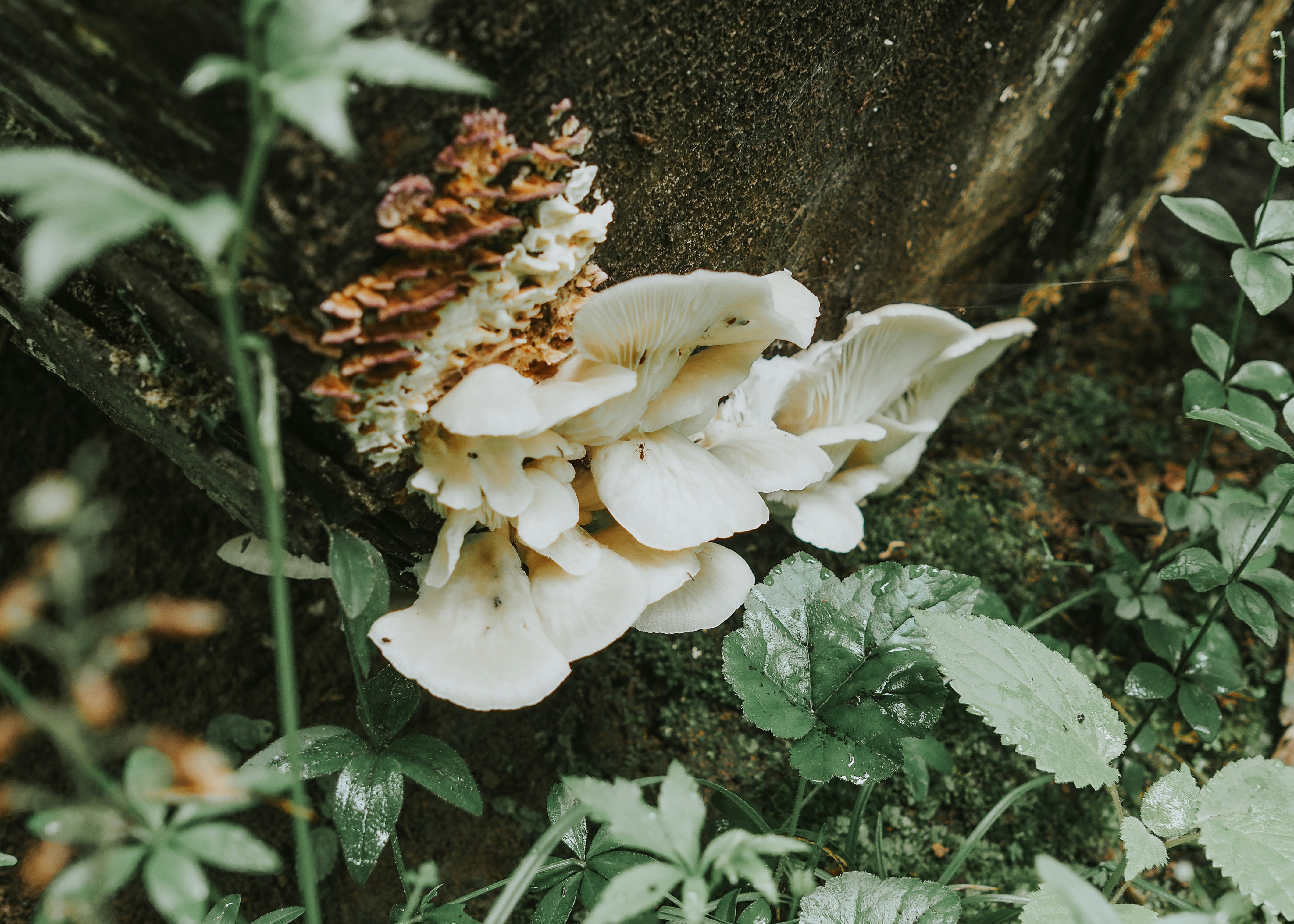White shelf fungi cling to a moss-dusted tree trunk