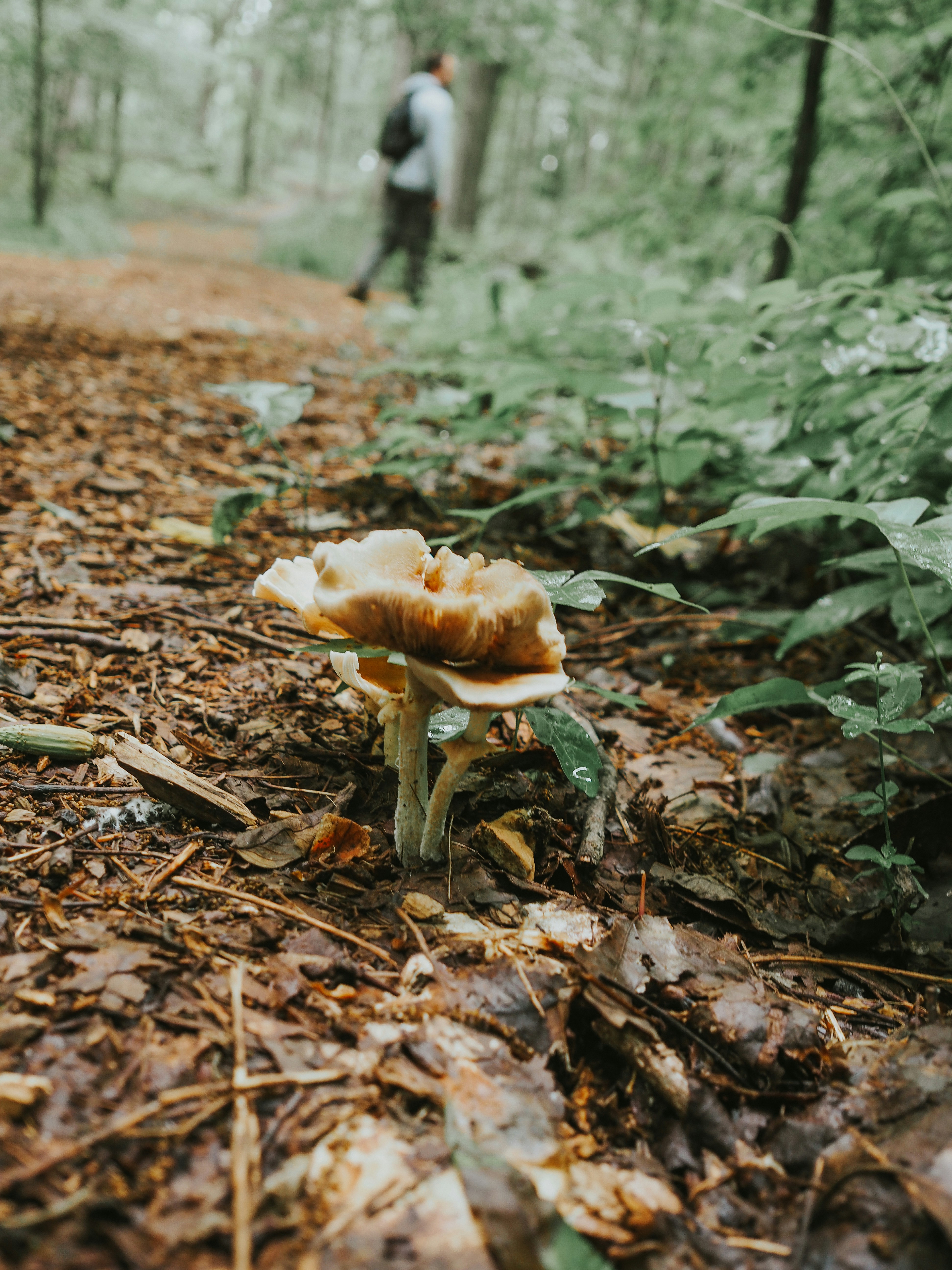 Amber-Capped Sentinel on a Leaf-Littered Forest Floor