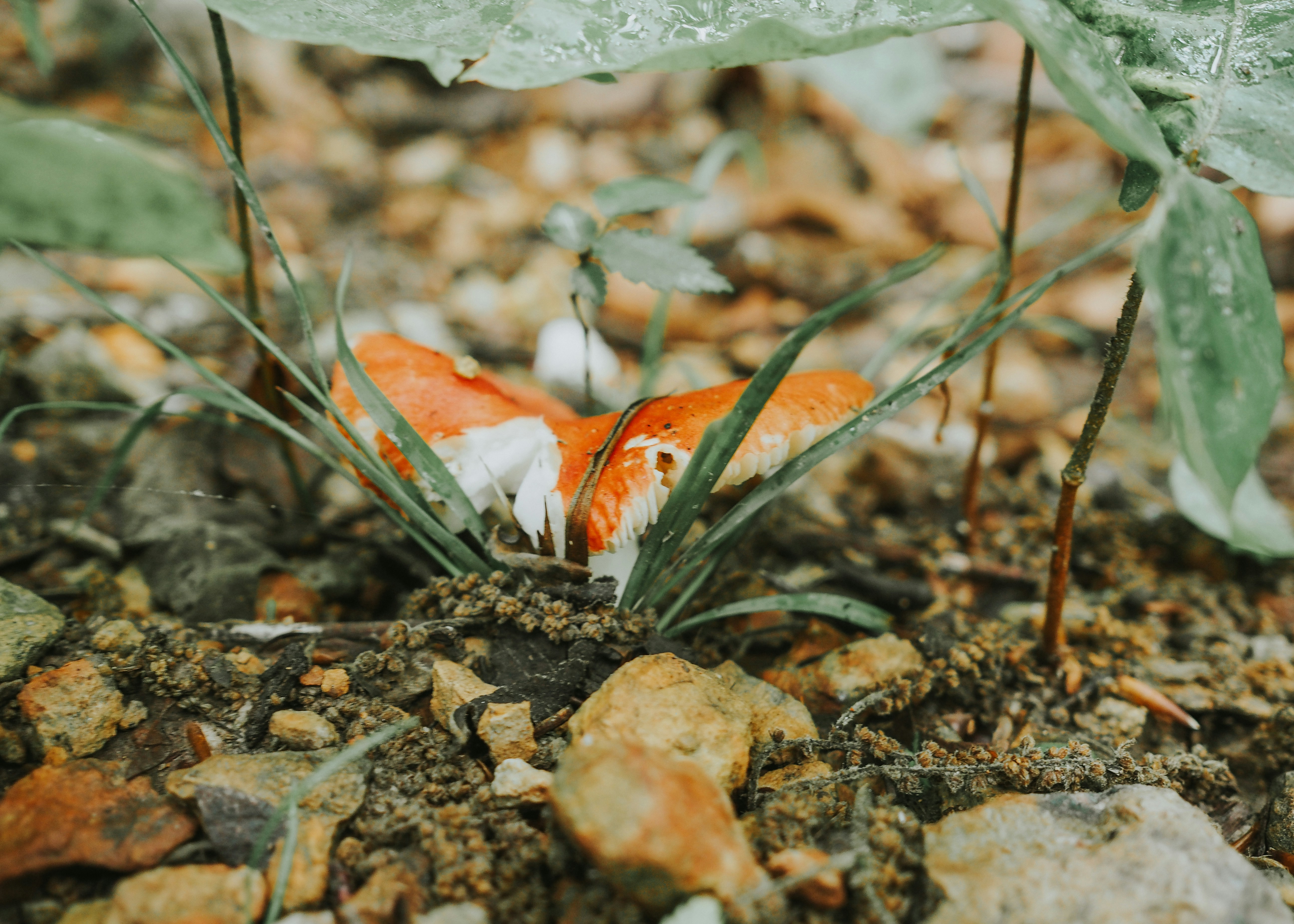 Crimson Fungi Nestled Between Pebbles and Green Veils