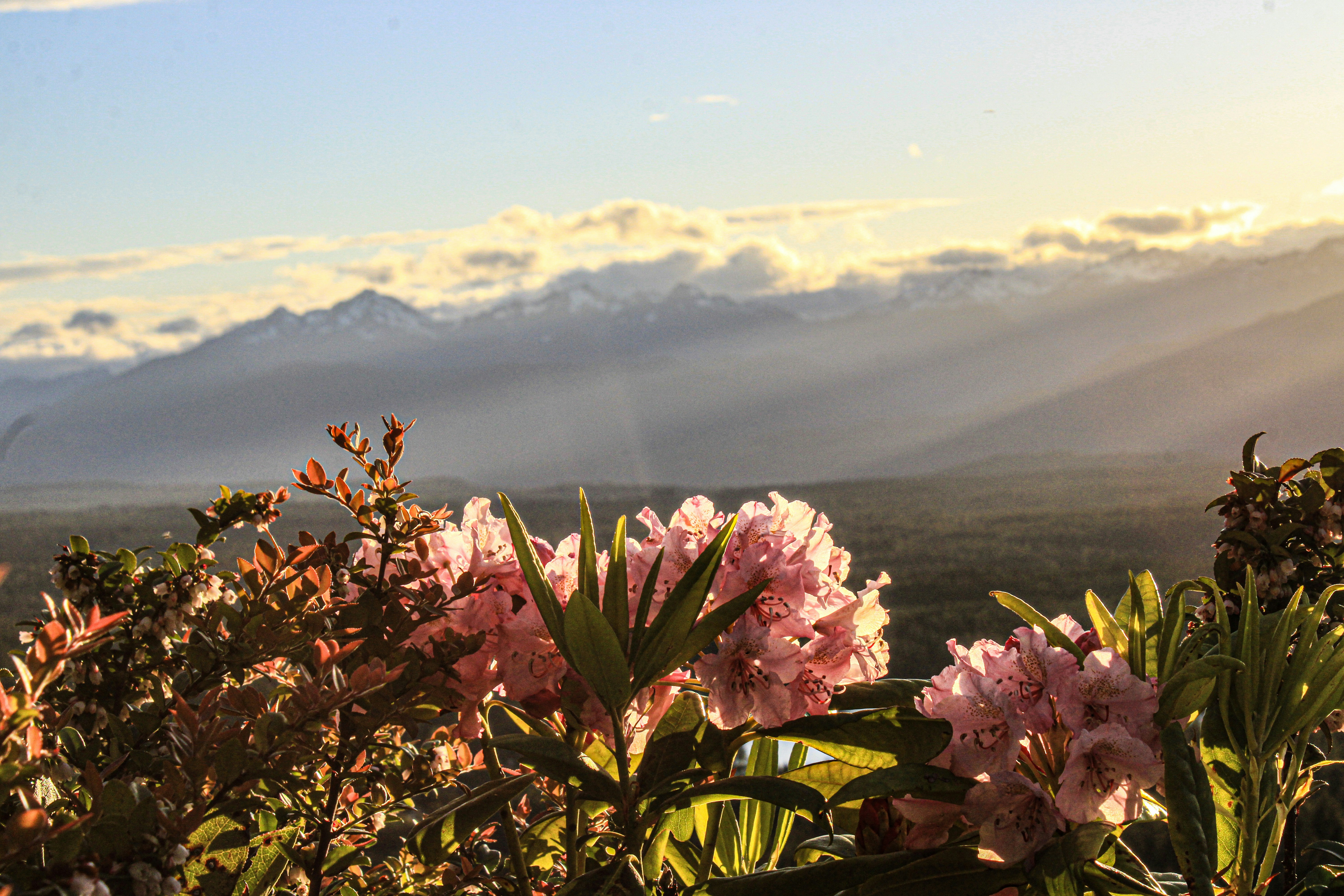Dawn through Pink Rhododendrons: A Quiet Conversation with the Mountains