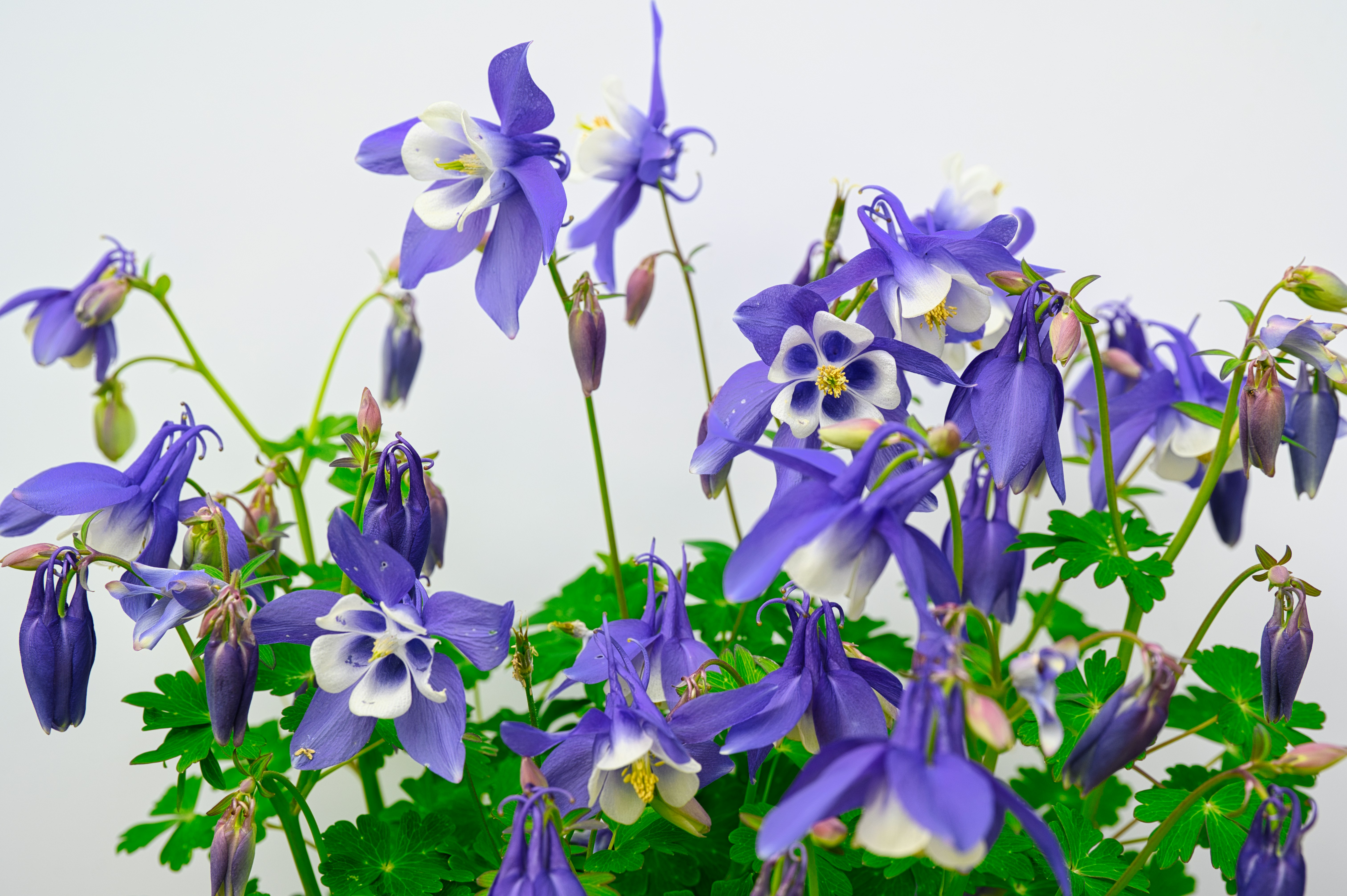 Vibrant Symphony of Columbine Blooms