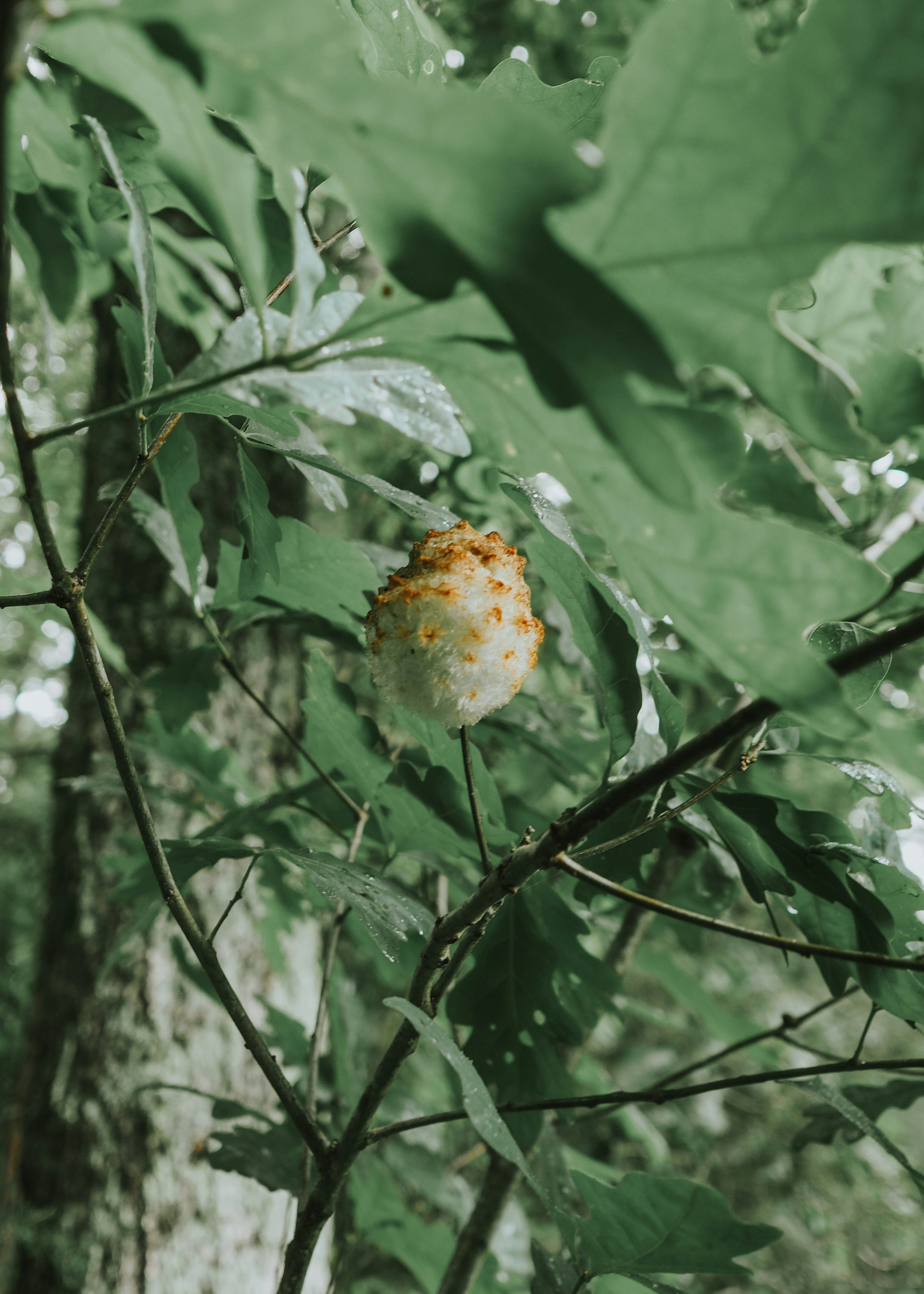 A rusted piece of food sitting on a tree branch photo – Free Nature ...