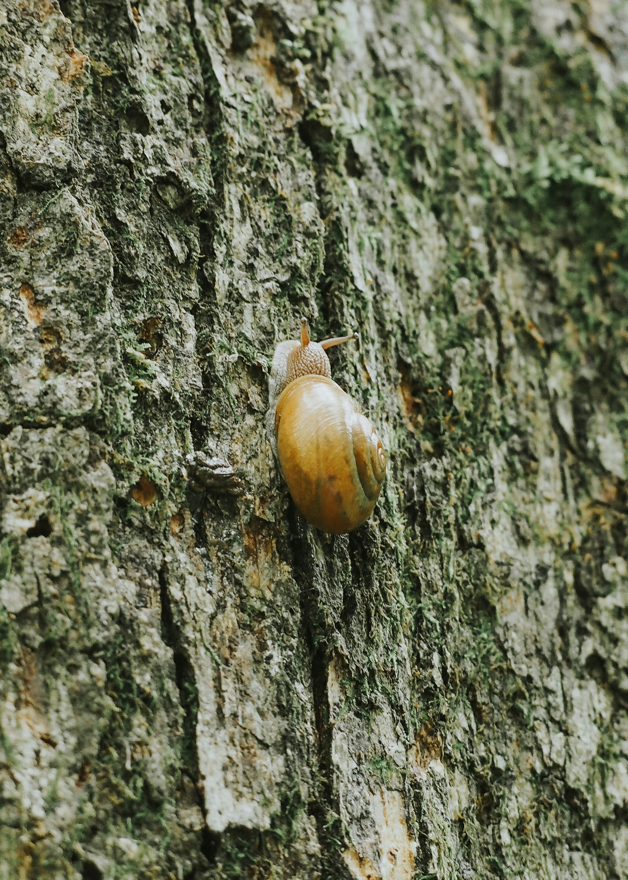 Amber snail on rugged bark: a quiet macro study of texture and life