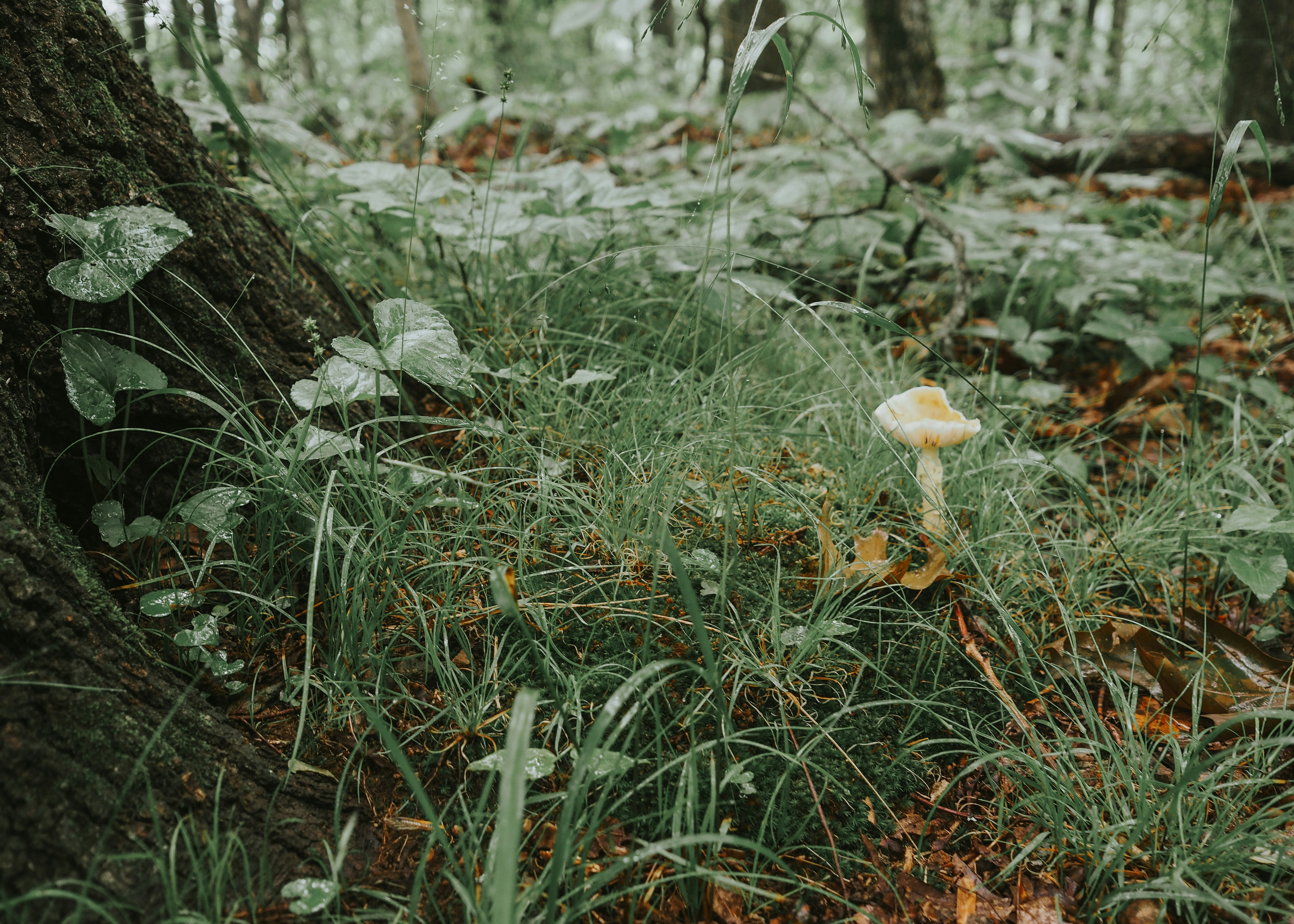 Amber Cap Among Forest Veil: A Quiet Mushroom Amid Moss and Pine Needles