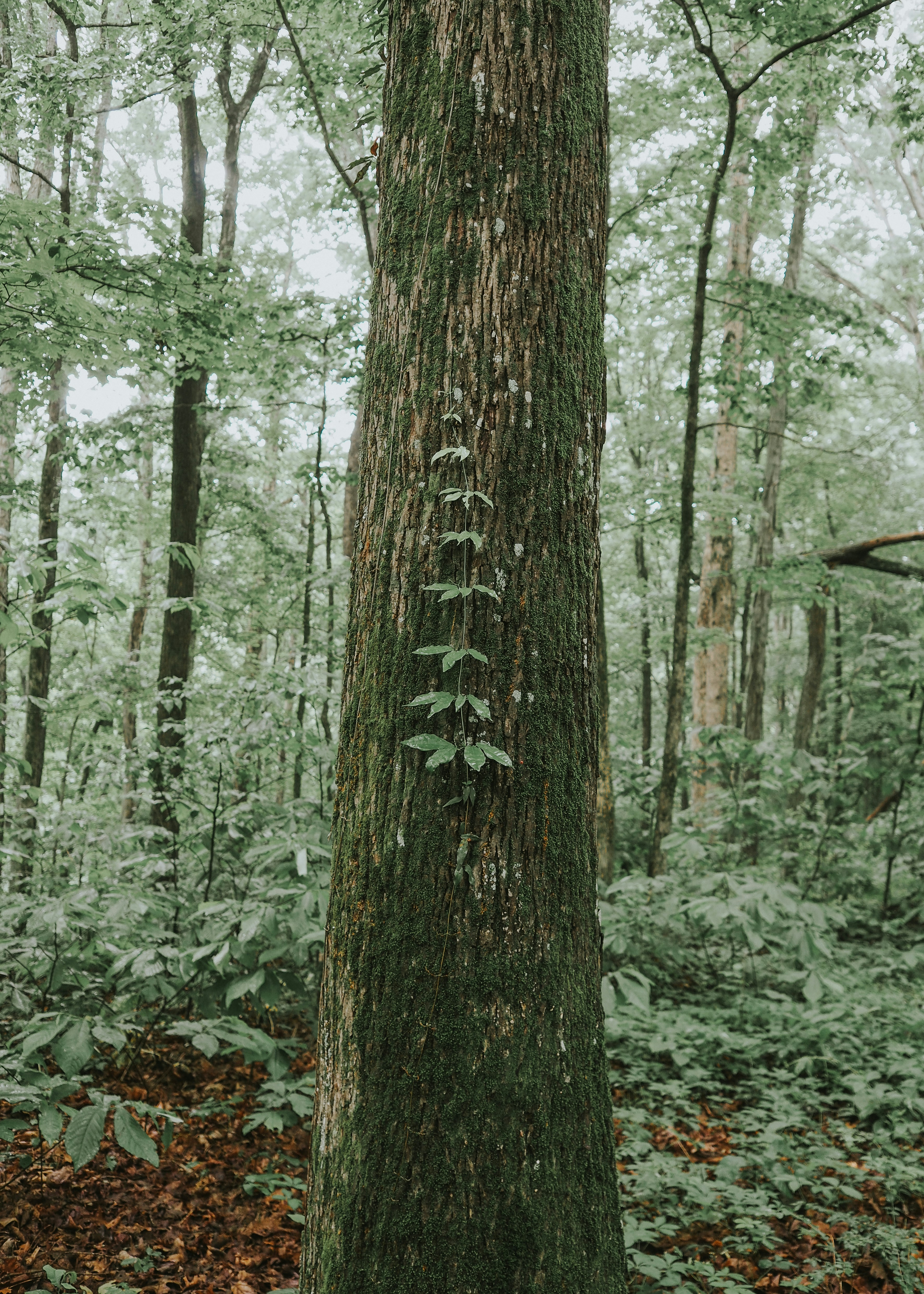 The Quiet Sentinel: Ivy-Clad Trunk Anchoring a Velvet Green Forest
