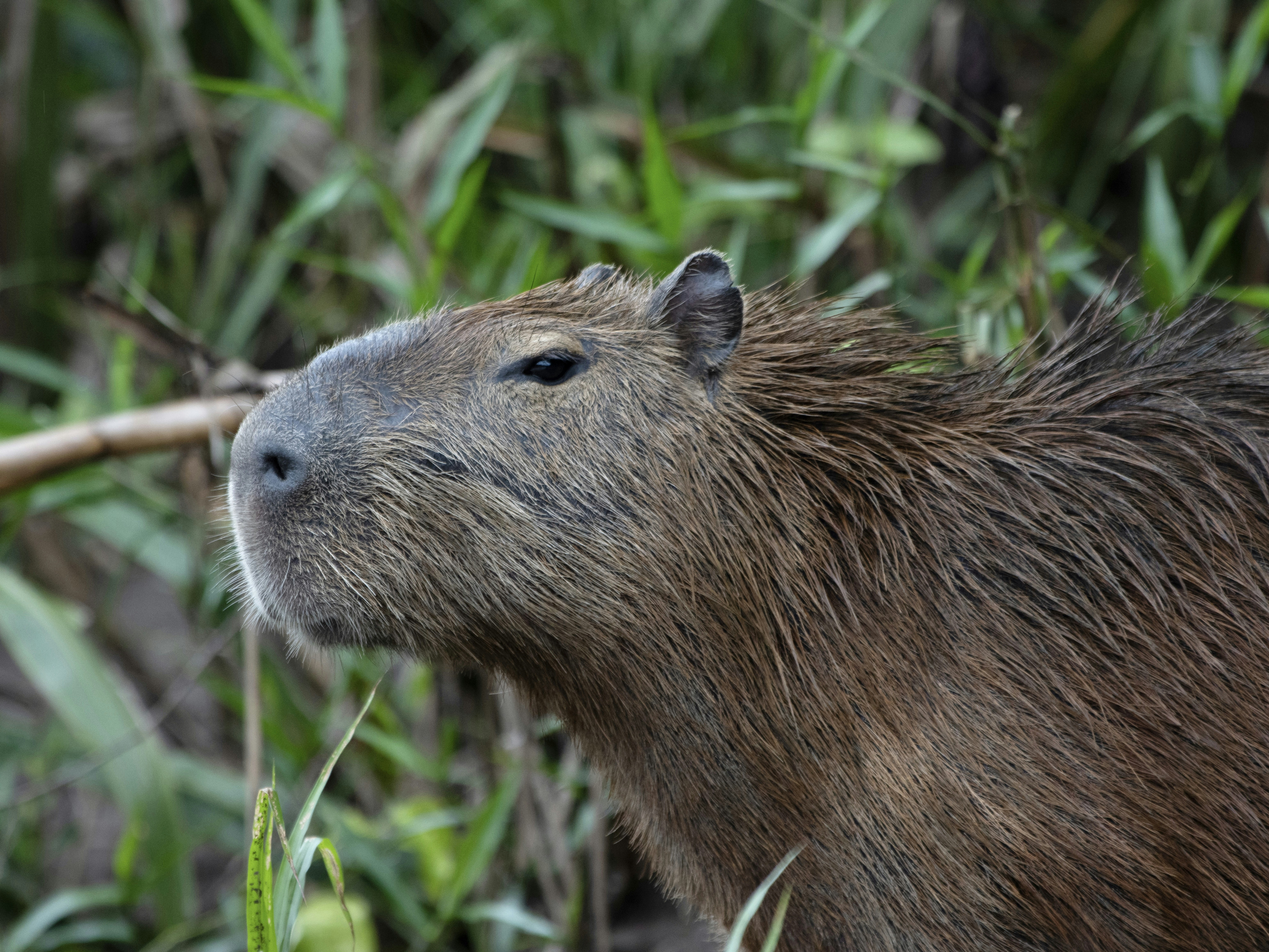 50.000+ Capivara Fotos | Baixe imagens gratis no Unsplash