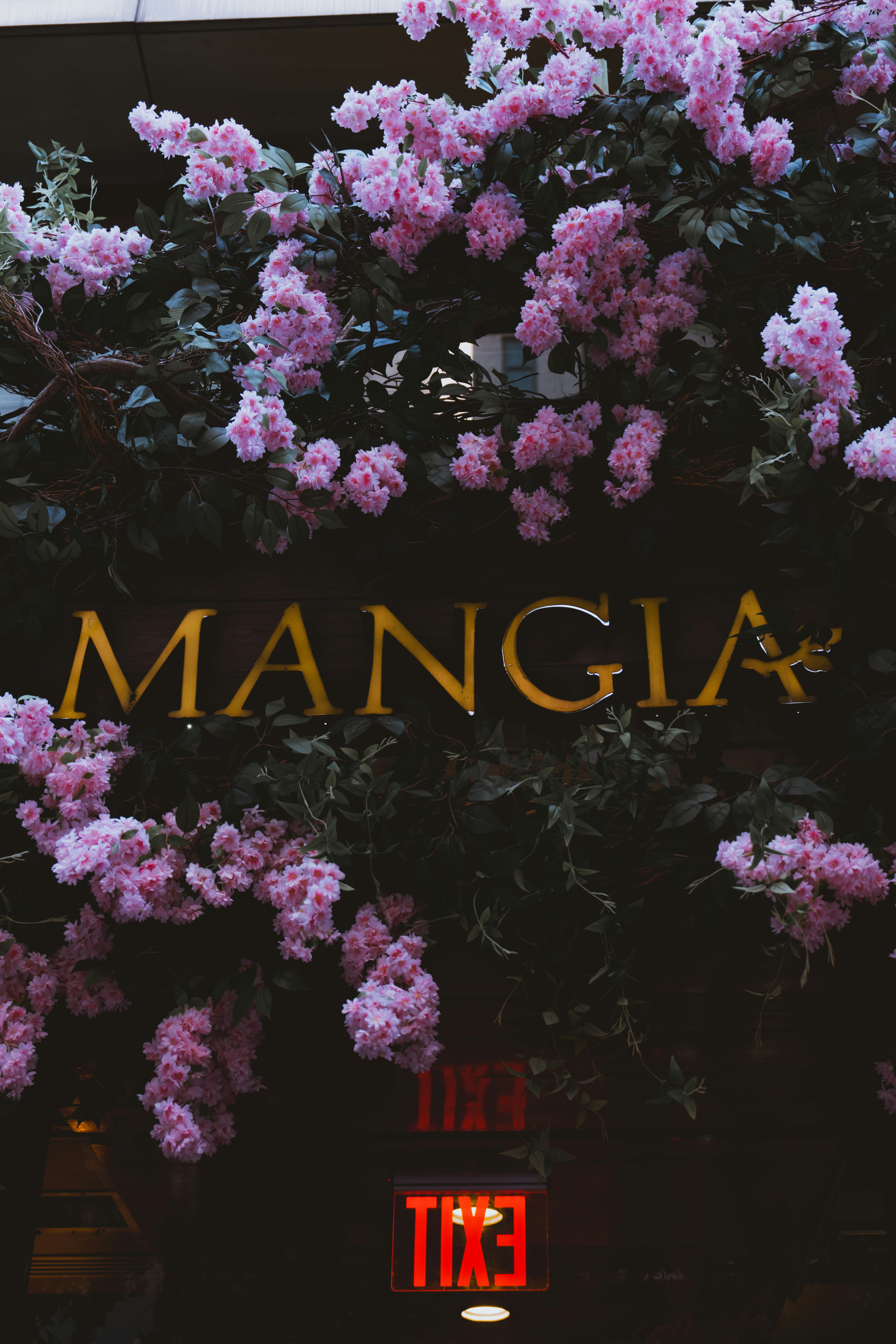 MANGIA in Bloom: Golden Script Framed by Pink Climbers on a Shadowed Facade