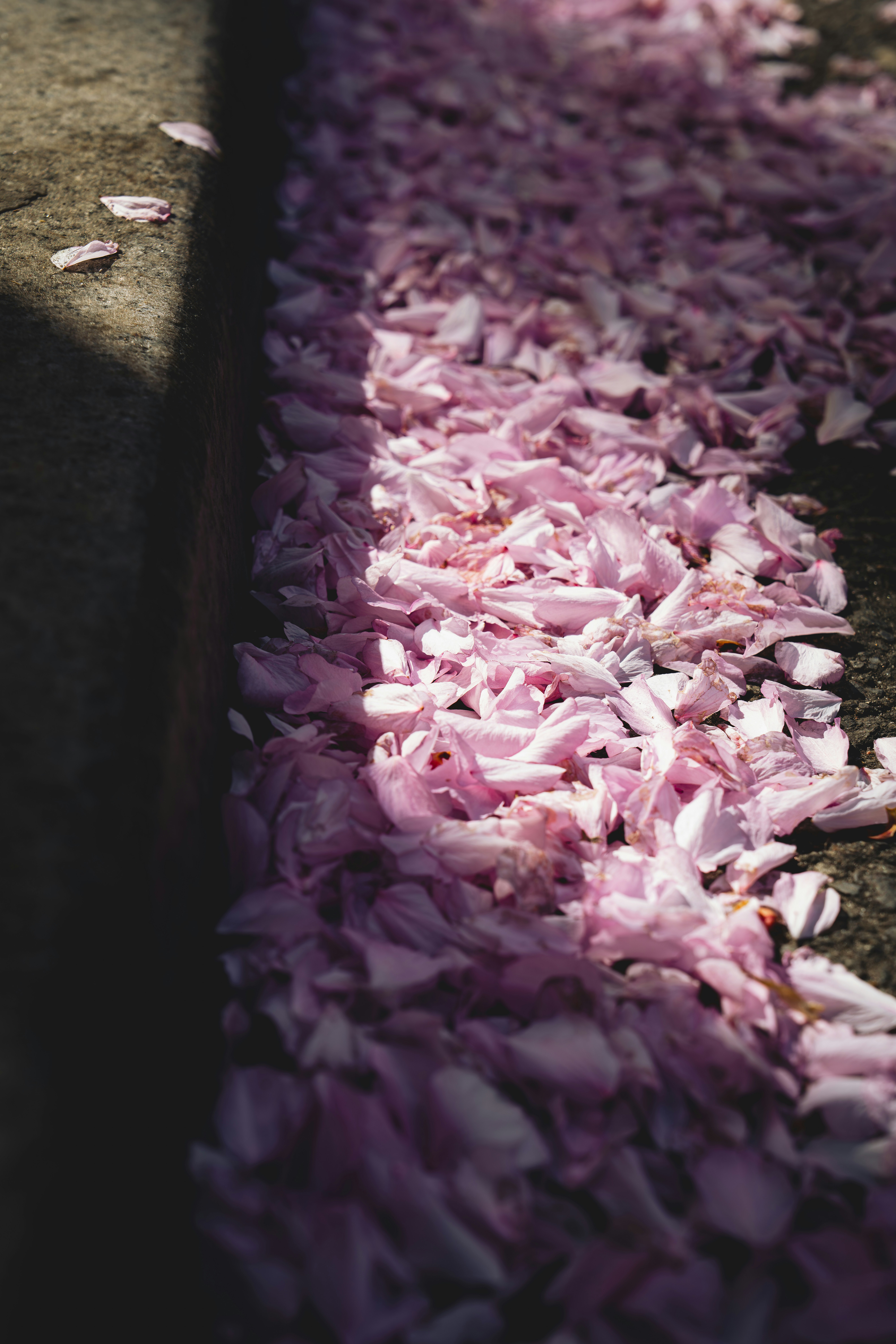 A pile of shredded pink flowers laying on the ground photo – Free New ...