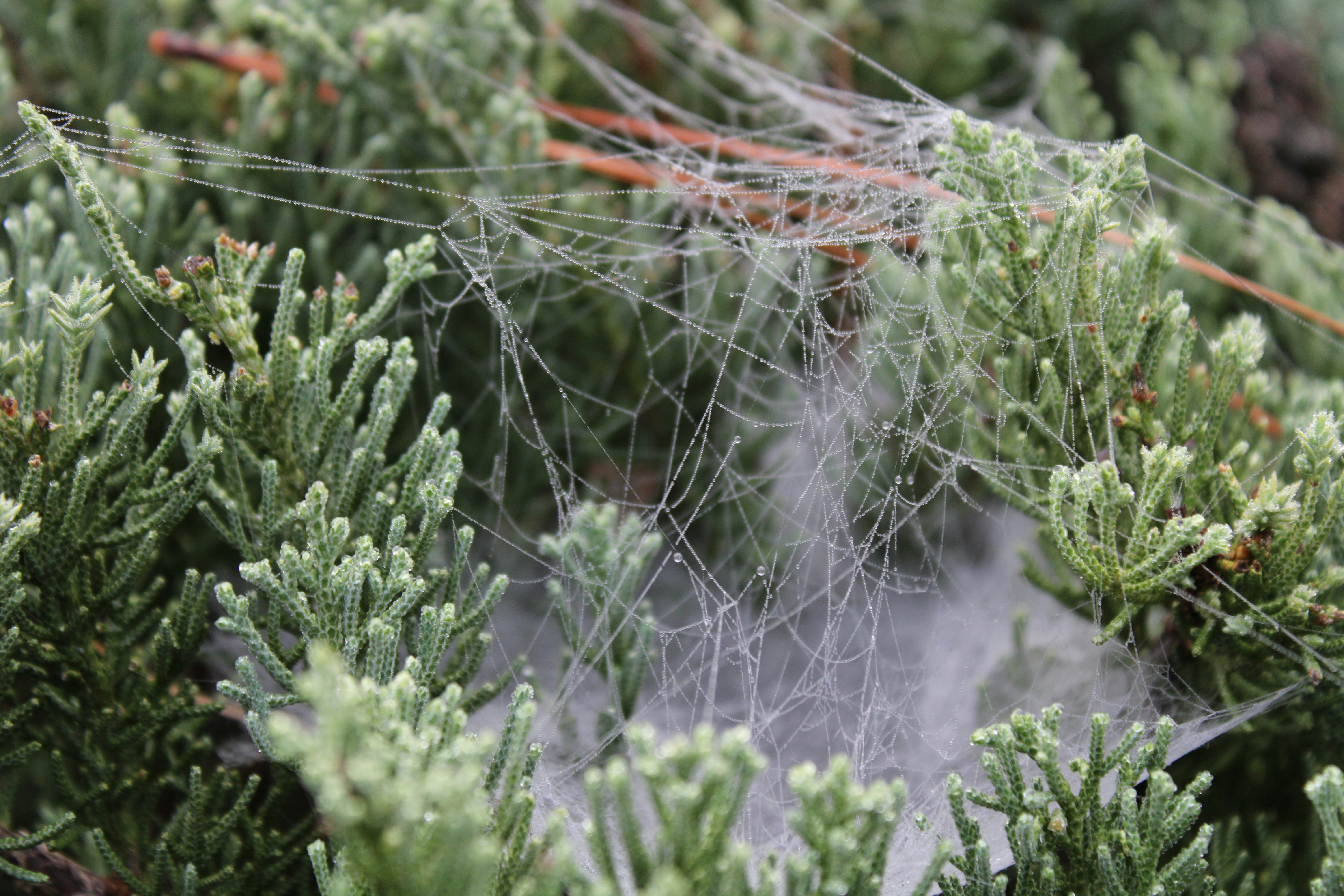 Spider Webs photo shot on Canon EOS 2000D